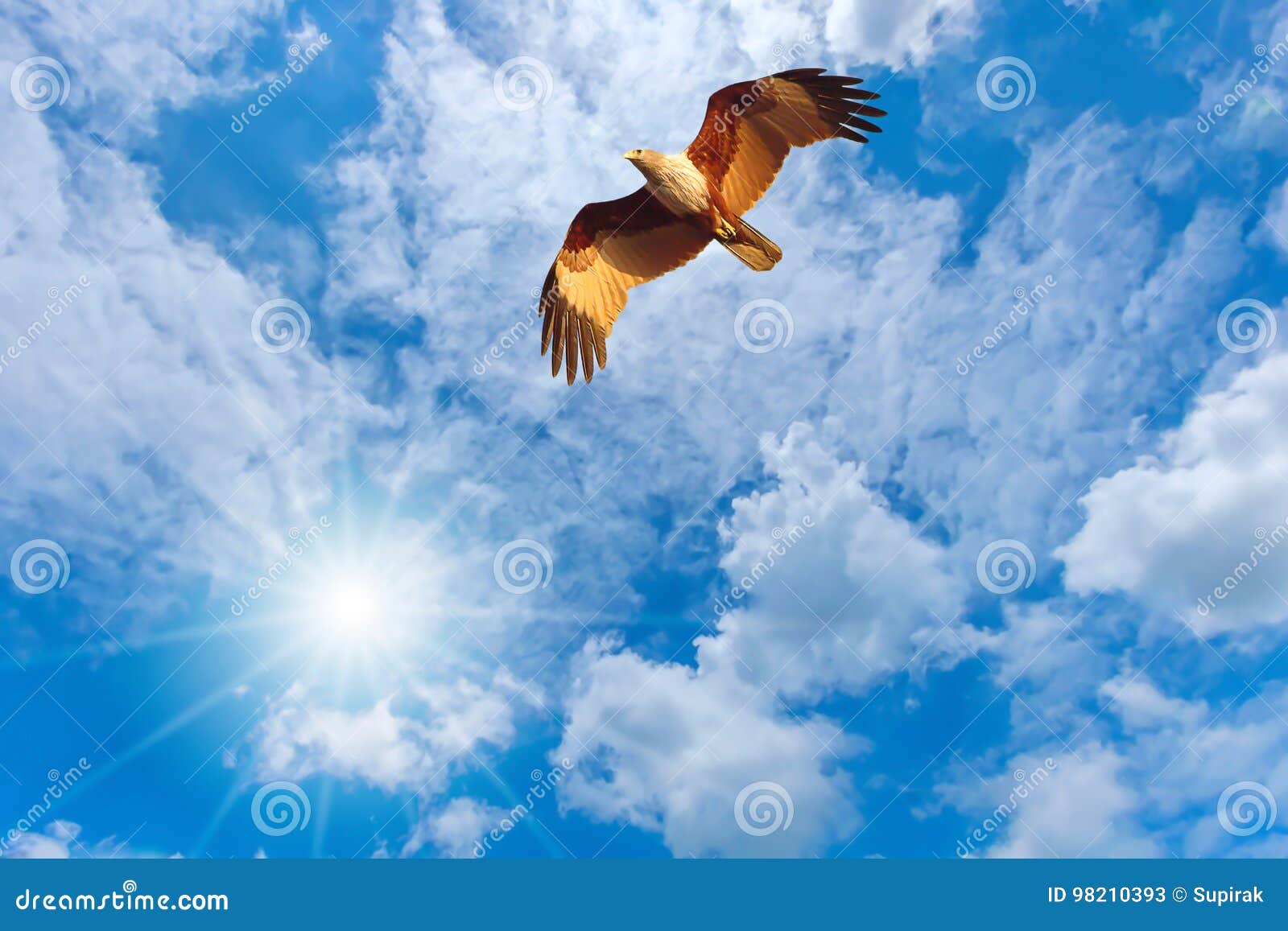 Falcon flying in the sky. stock image. Image of prey - 98210393