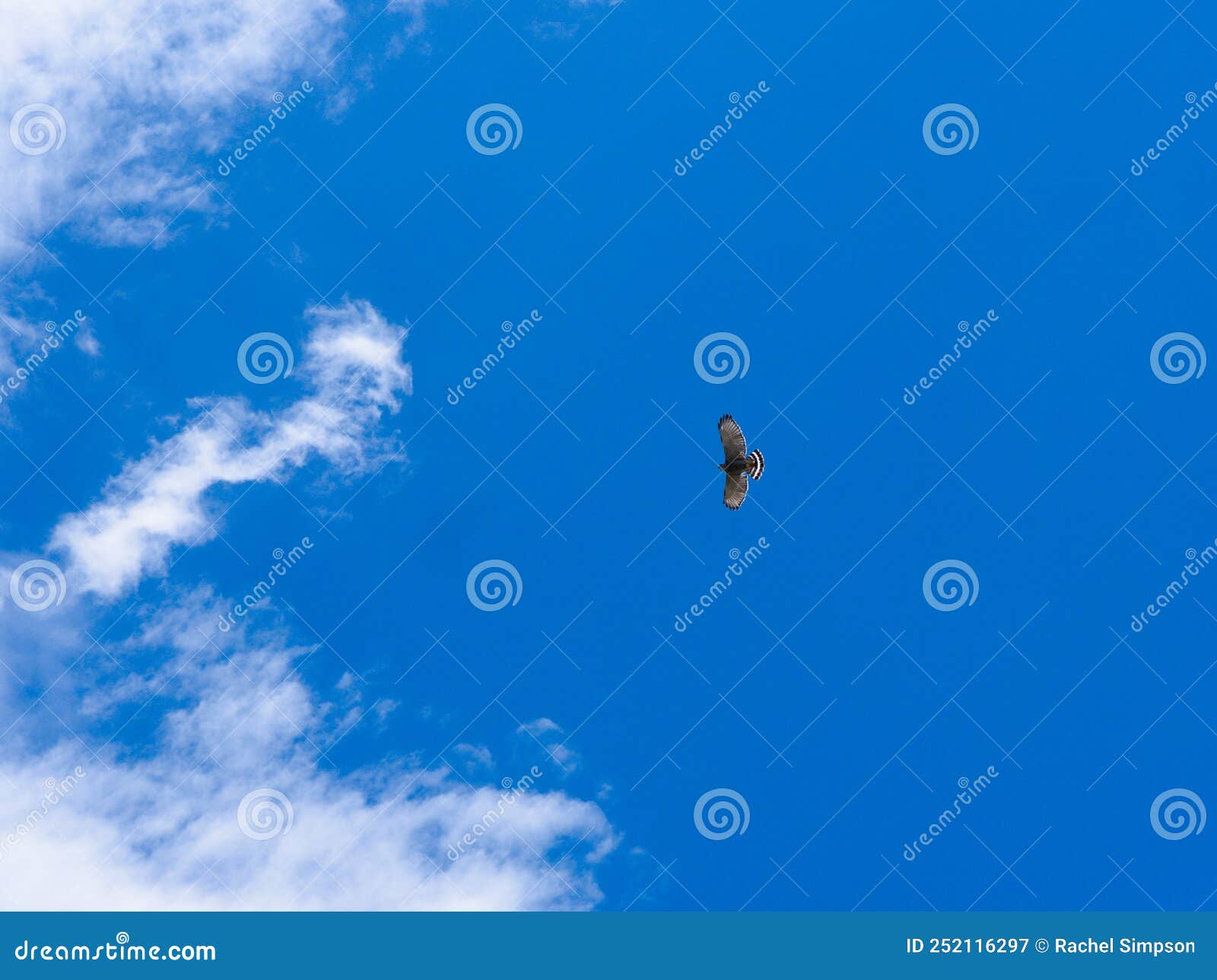 Falcon Flying stock image. Image of cloud, sunlight - 252116297