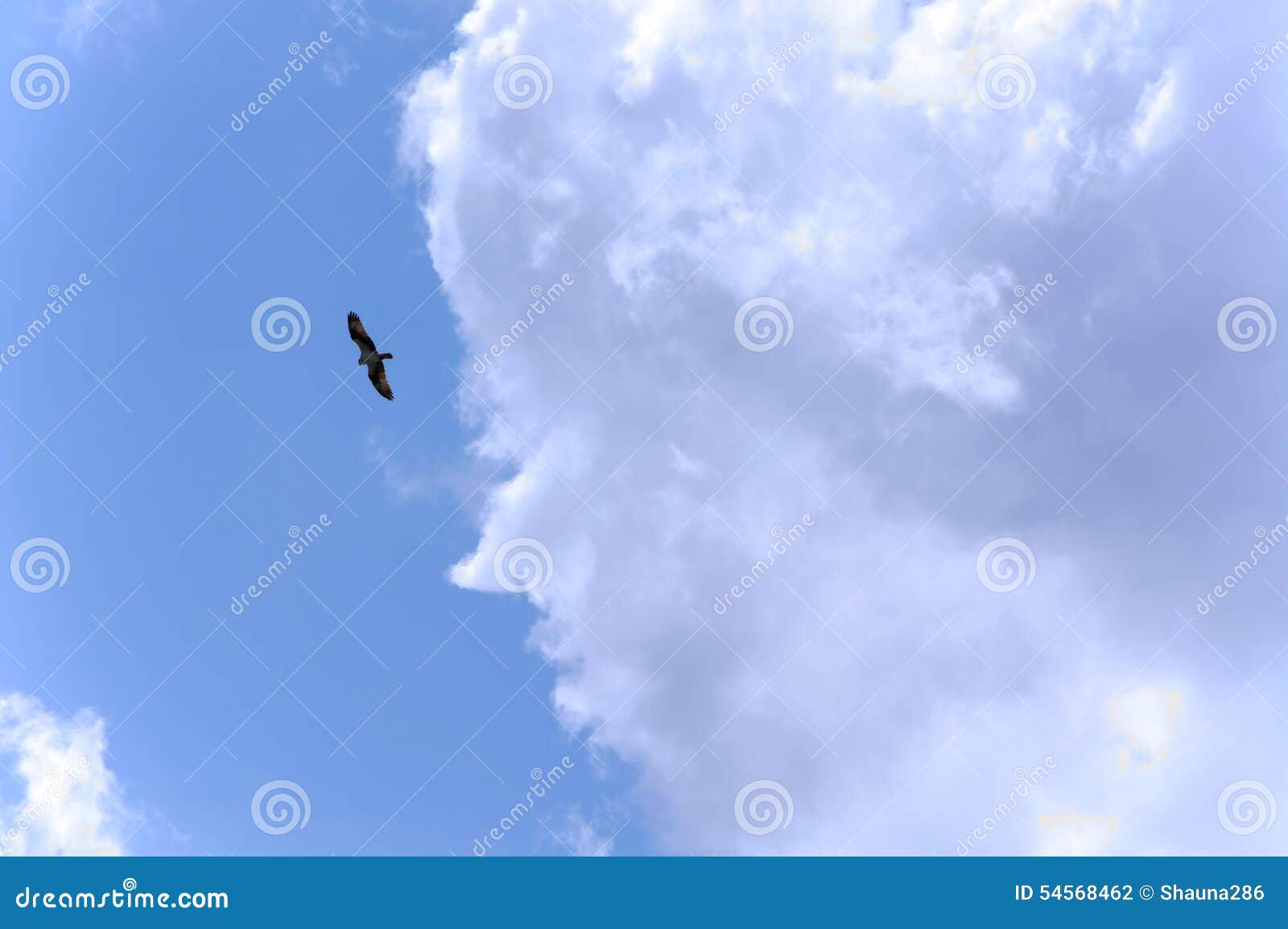 Falcon Flying through the Sky Stock Photo - Image of liberty, hawk ...