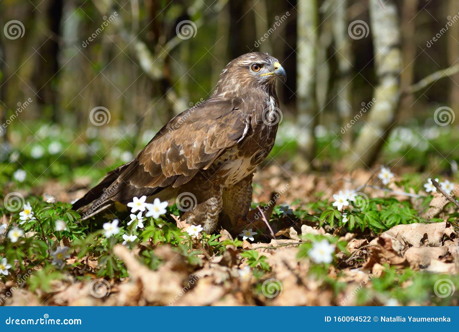 Falcon in a forest stock photo. Image of forest, peregrine - 160094522