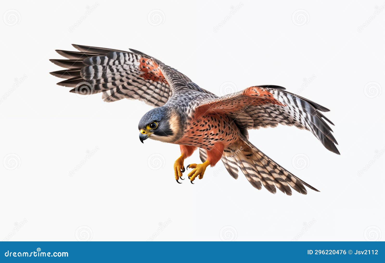 Falcon Full Size on White Background Stock Illustration - Illustration ...