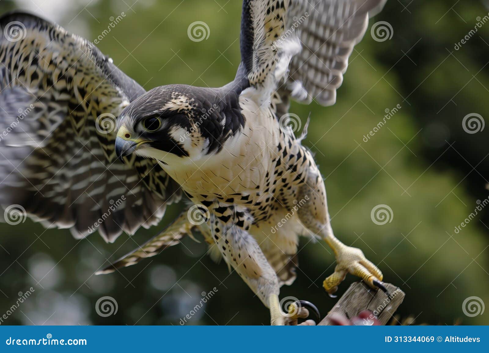 Falcon Gently Flapping Wings on Handlers Arm Stock Image - Image of ...