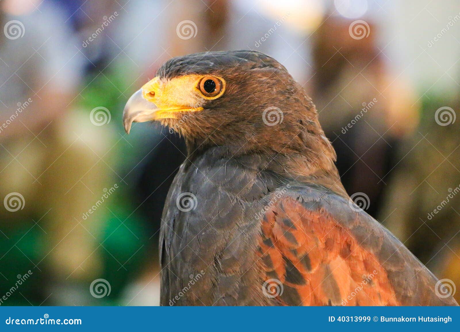 Falcon stock image. Image of beak, front, studio, bubo - 40313999