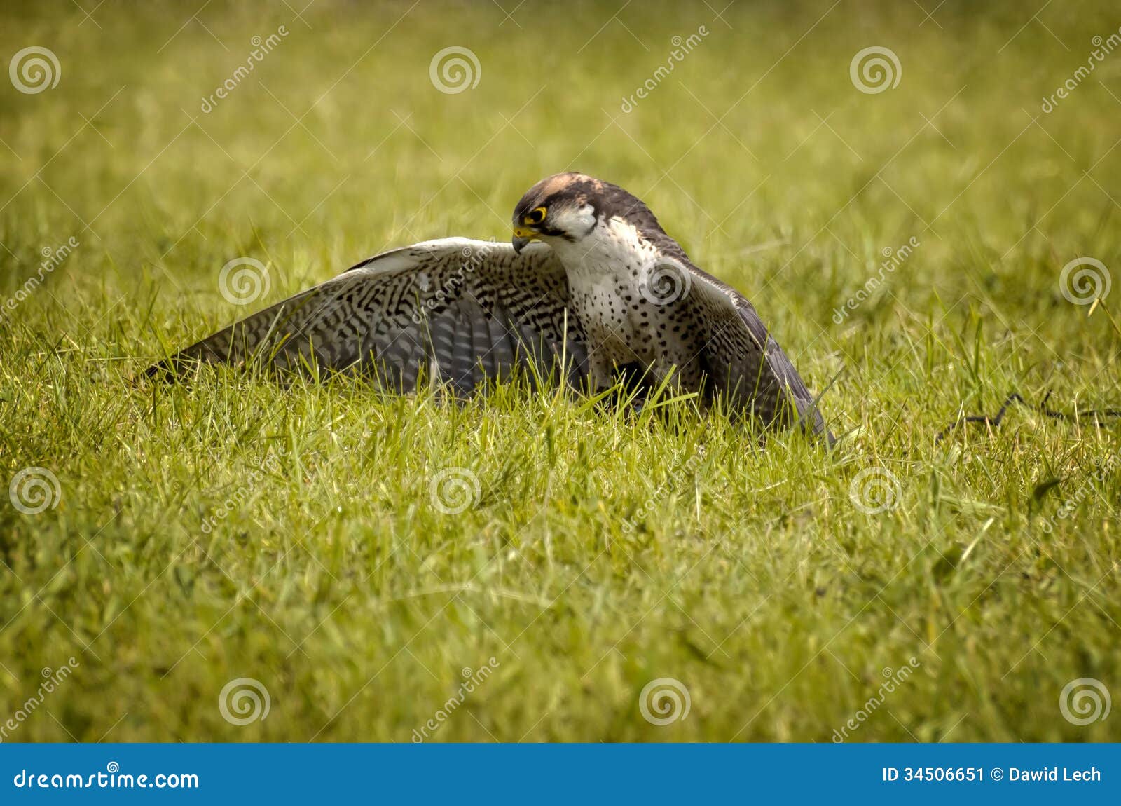 Falcon stock image. Image of birds, eagle, brown, prey - 34506651