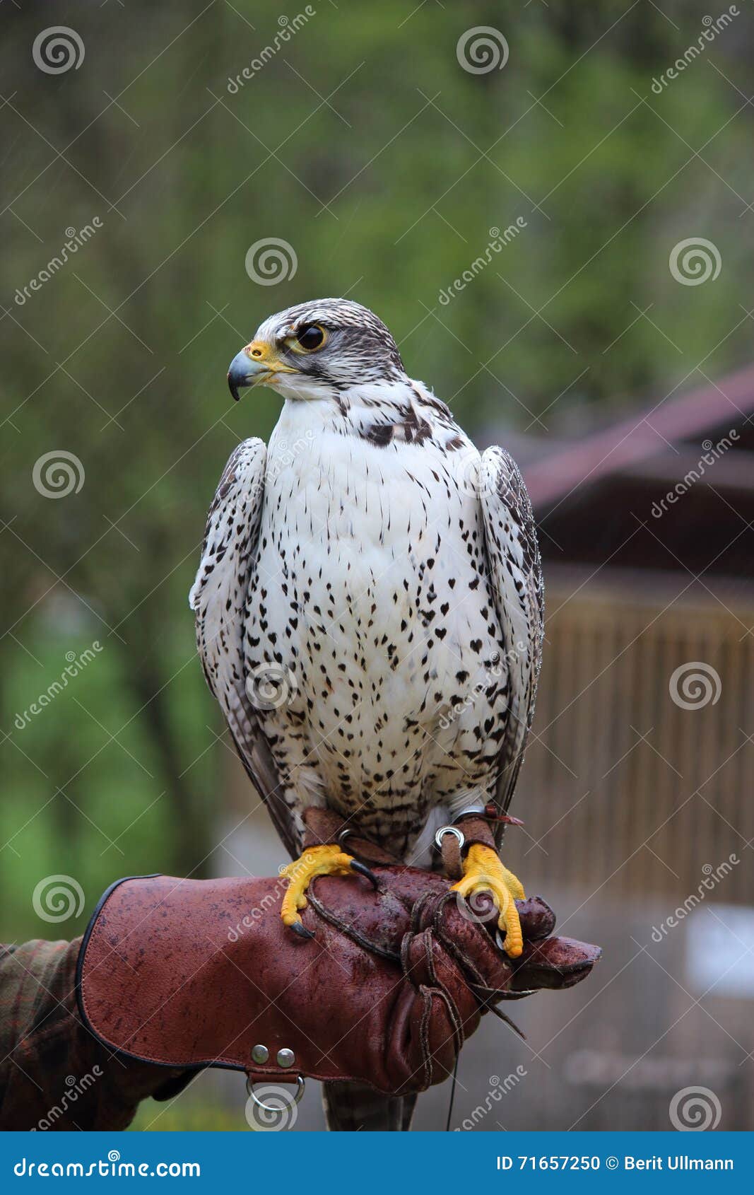 Falcon stock photo. Image of hand, falcon, flying, bird - 71657250