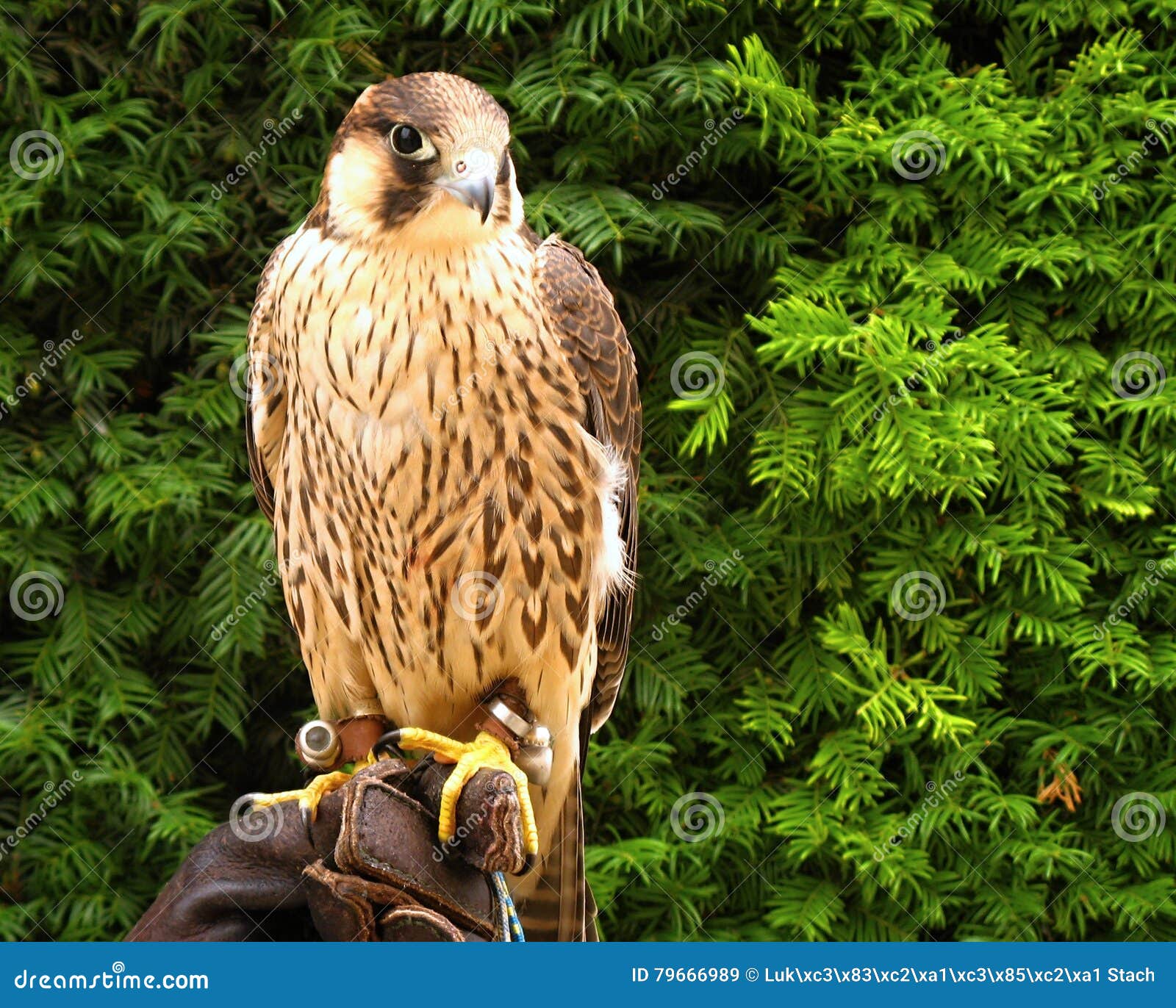 Falcon on hand stock image. Image of outdoor, predator - 79666989