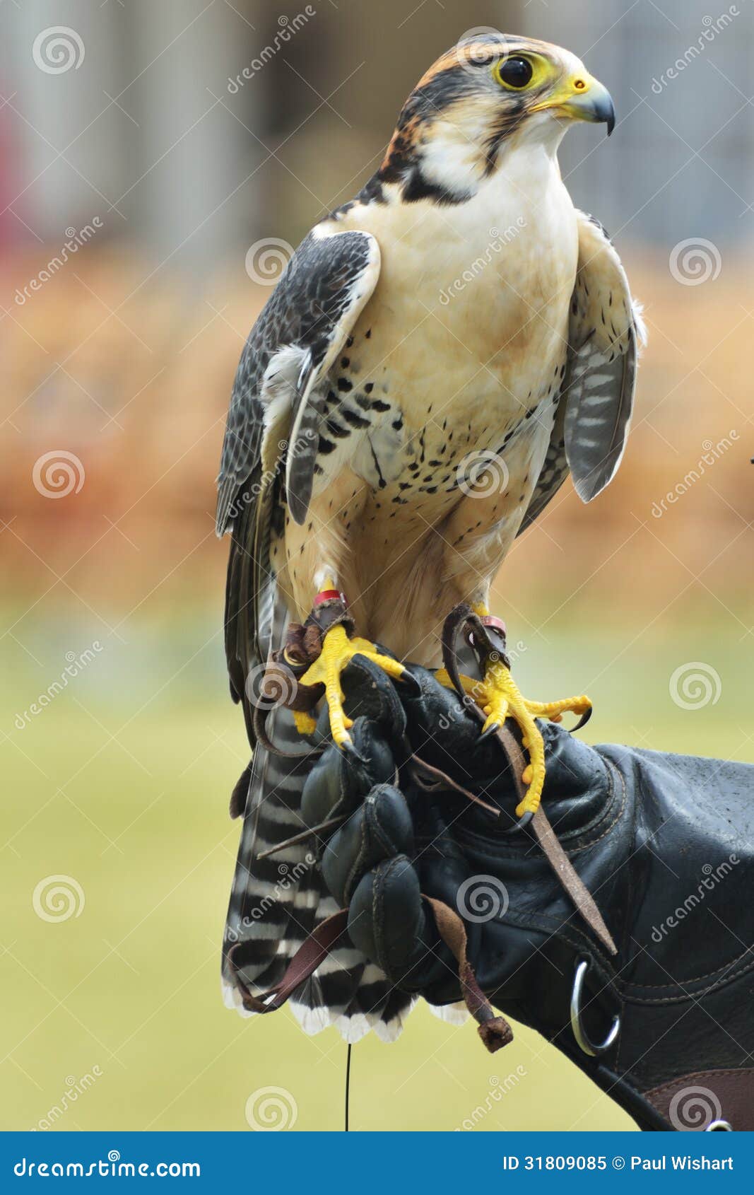 Falcon on hand of trainer stock image. Image of falconry - 31809085