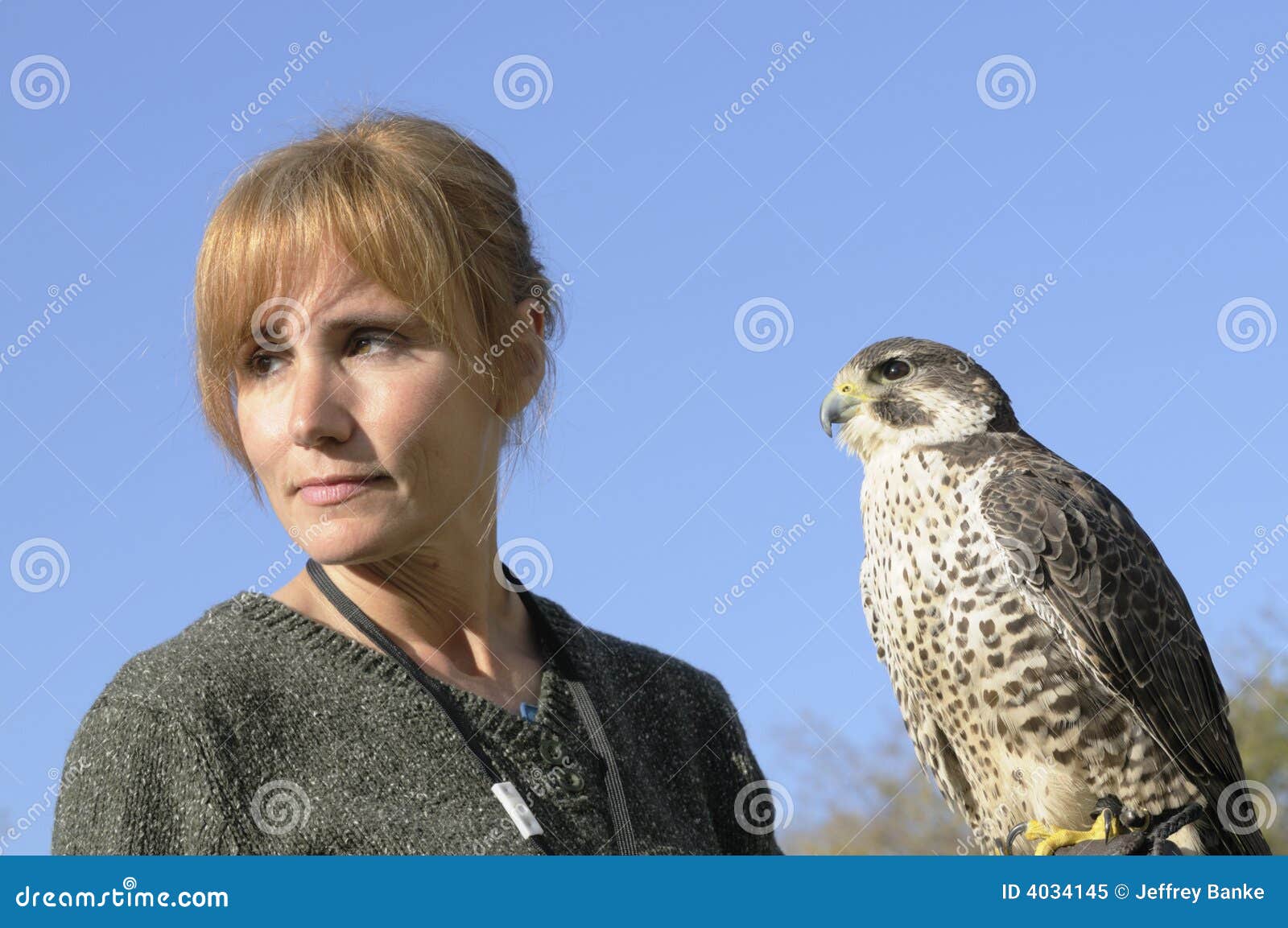 Falcon and handler stock image. Image of diurnal, austringer - 4034145