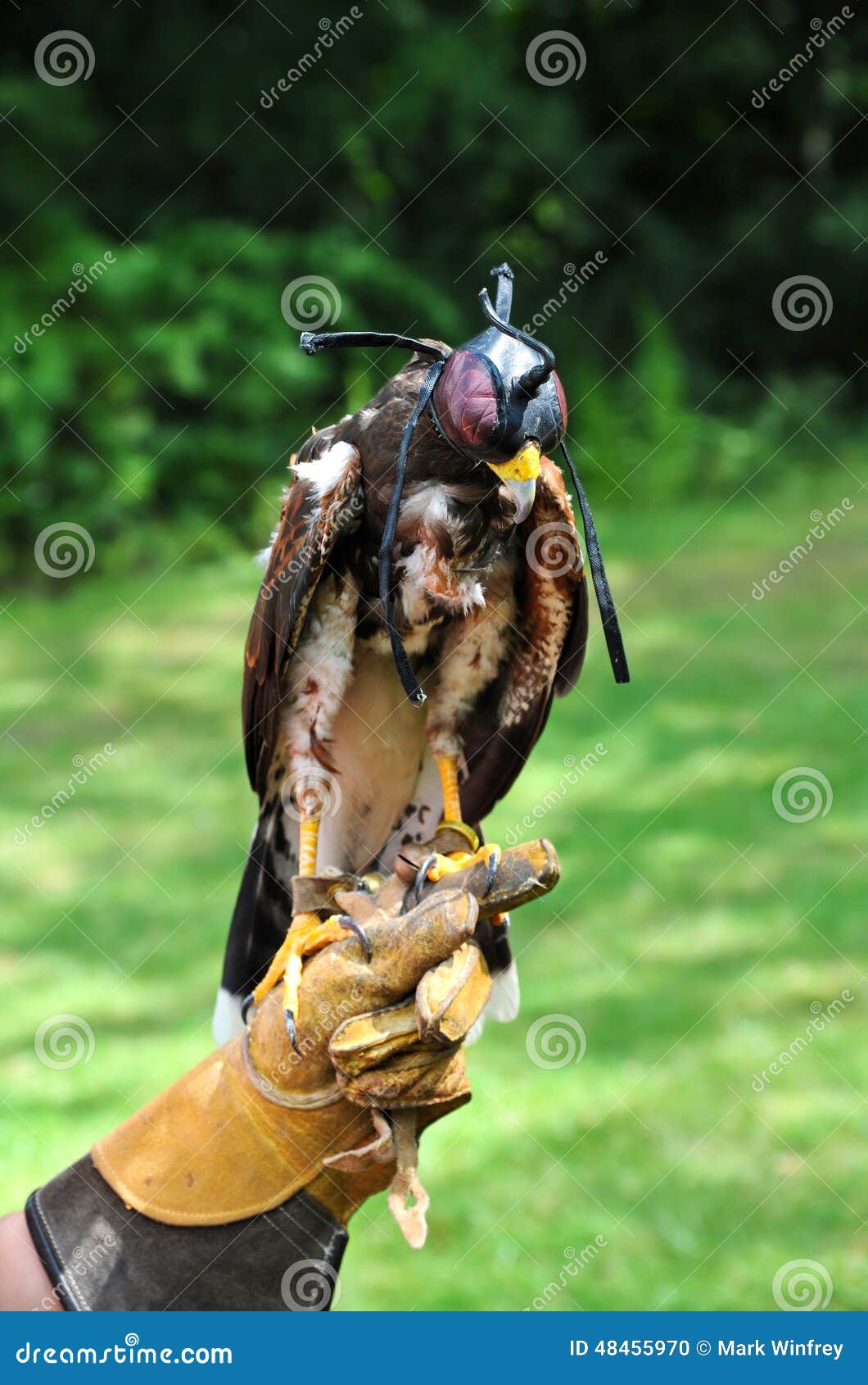 Falcon with Handler stock photo. Image of animal, falconry - 48455970