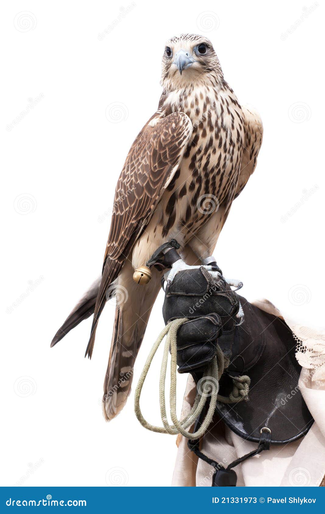 A falcon on handlers hand stock image. Image of aerial - 21331973