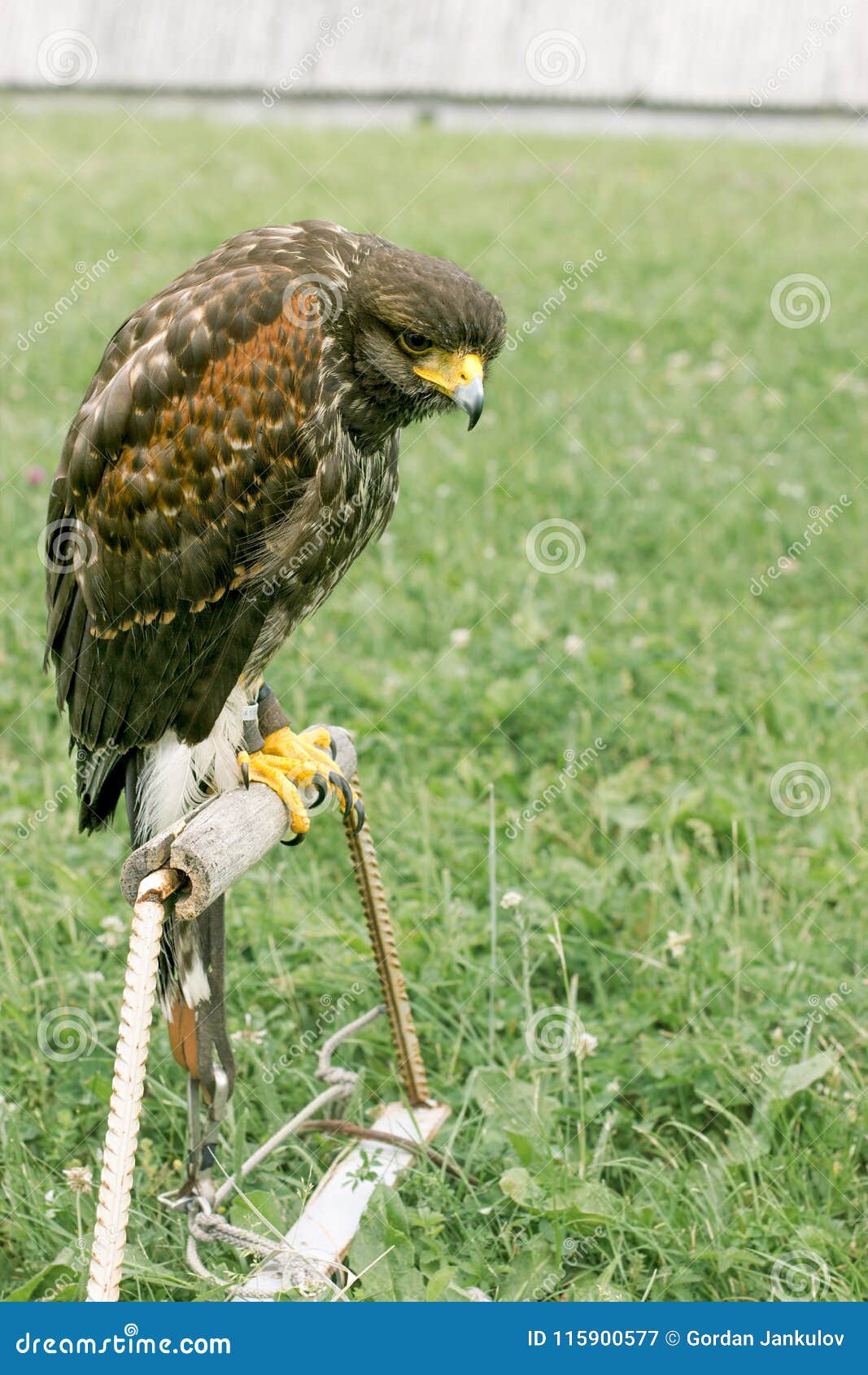 Falcon - Hawk Standing and Looking Stock Image - Image of nature, brown ...