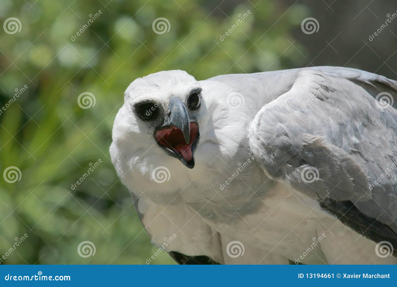 Falcon head stock image. Image of beak, wing, bird, falcon - 13194661