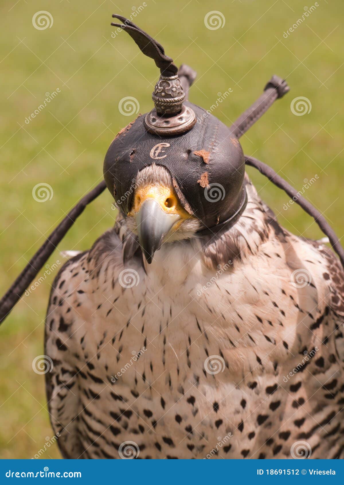 Falcon head stock photo. Image of falconry, brown, hawk - 18691512