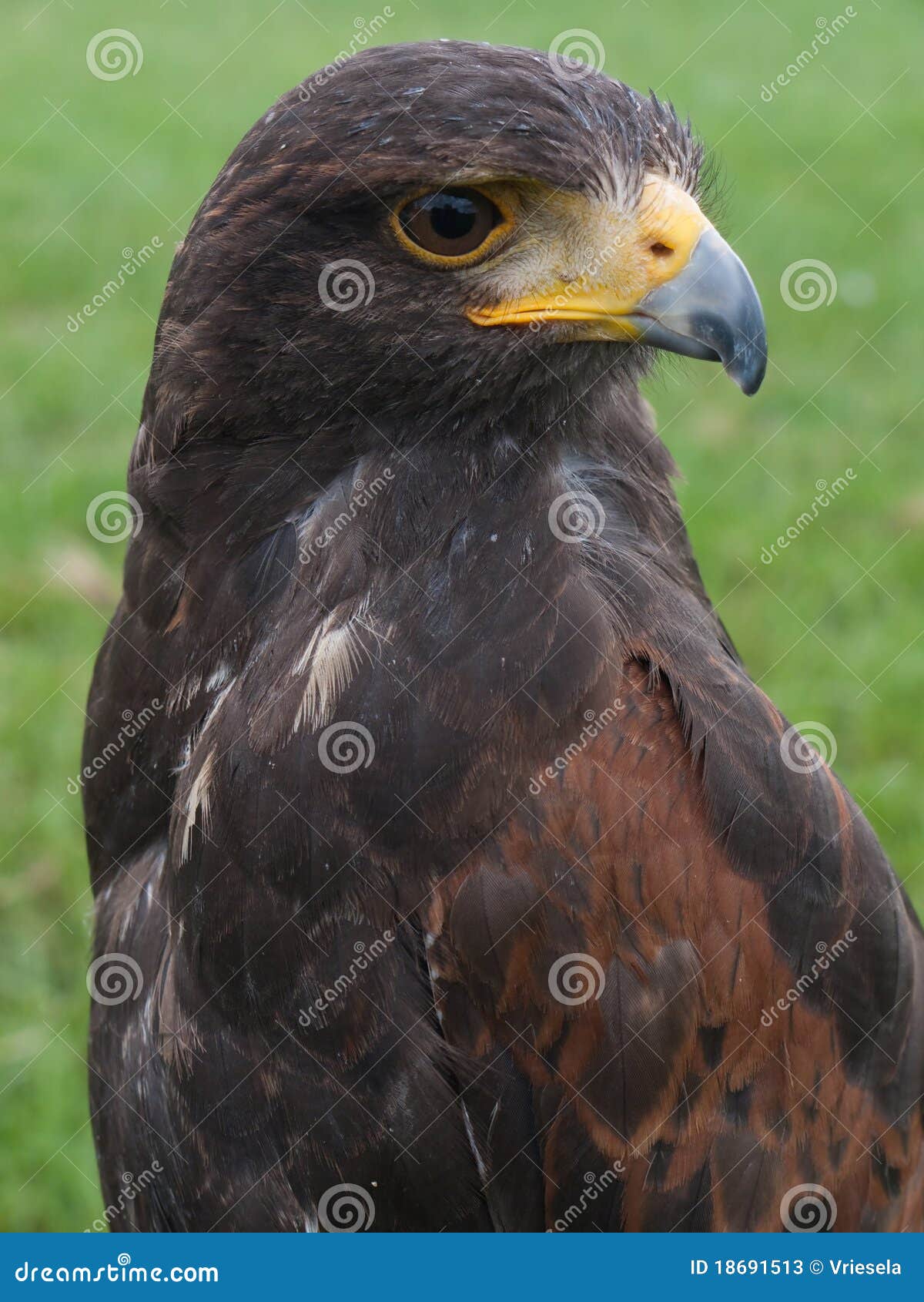 Falcon head stock image. Image of eyes, hawk, trained - 18691513