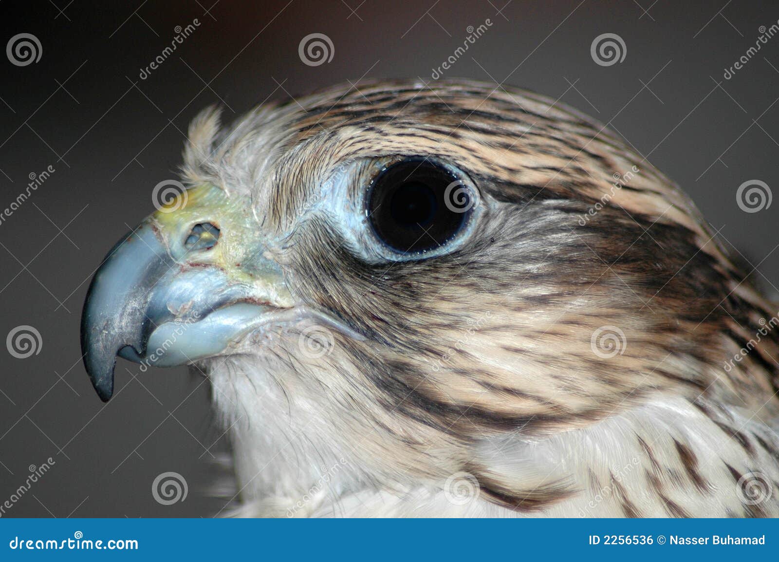 Falcon Head 2 stock photo. Image of black, bird, claws - 2256536