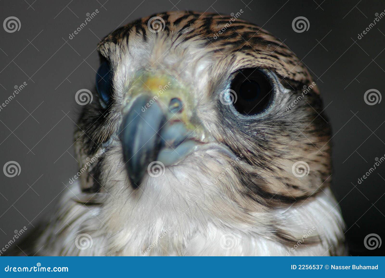 Falcon Head stock image. Image of predator, brown, gazing - 2256537