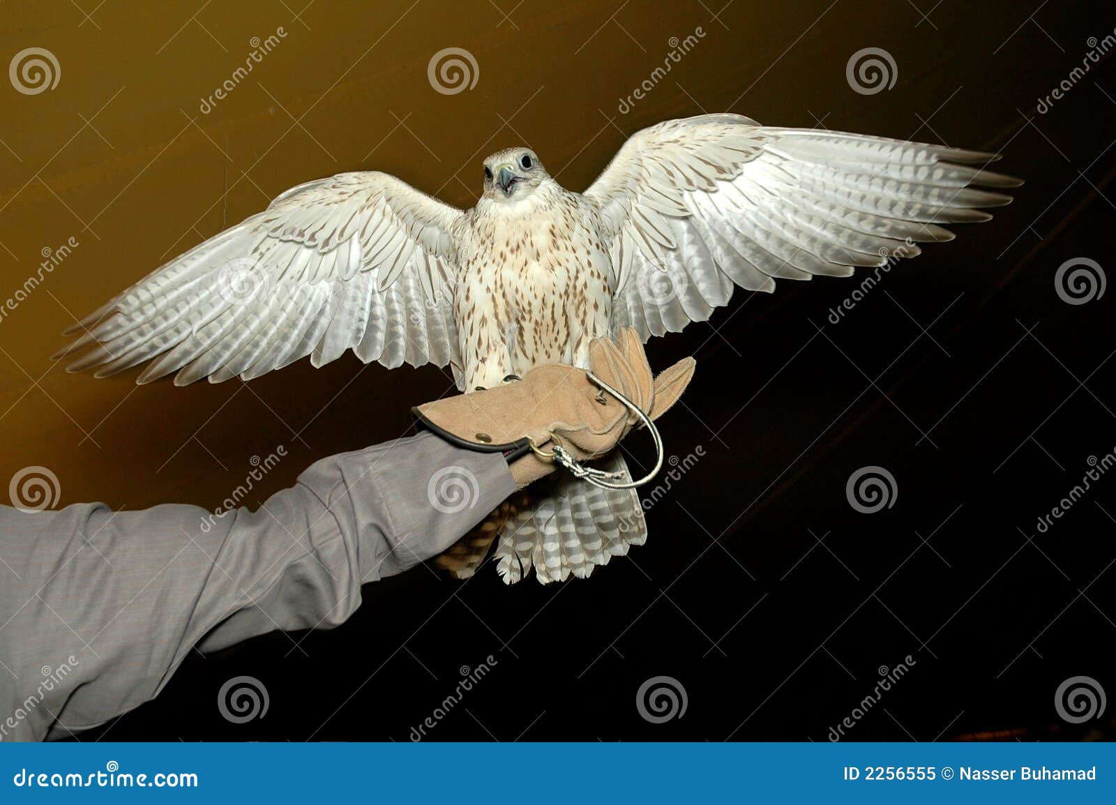 Falcon Head stock image. Image of predator, claws, falcon - 2256555