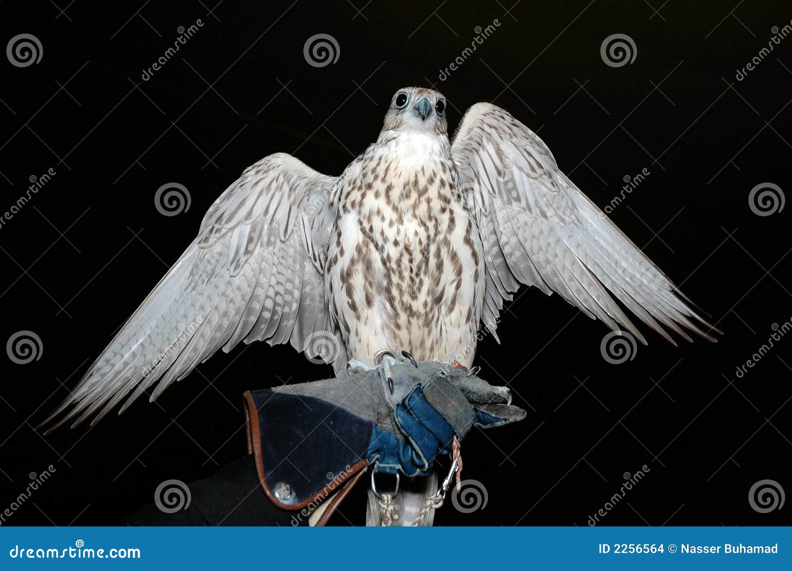 Falcon Head stock photo. Image of white, trained, falcon - 2256564