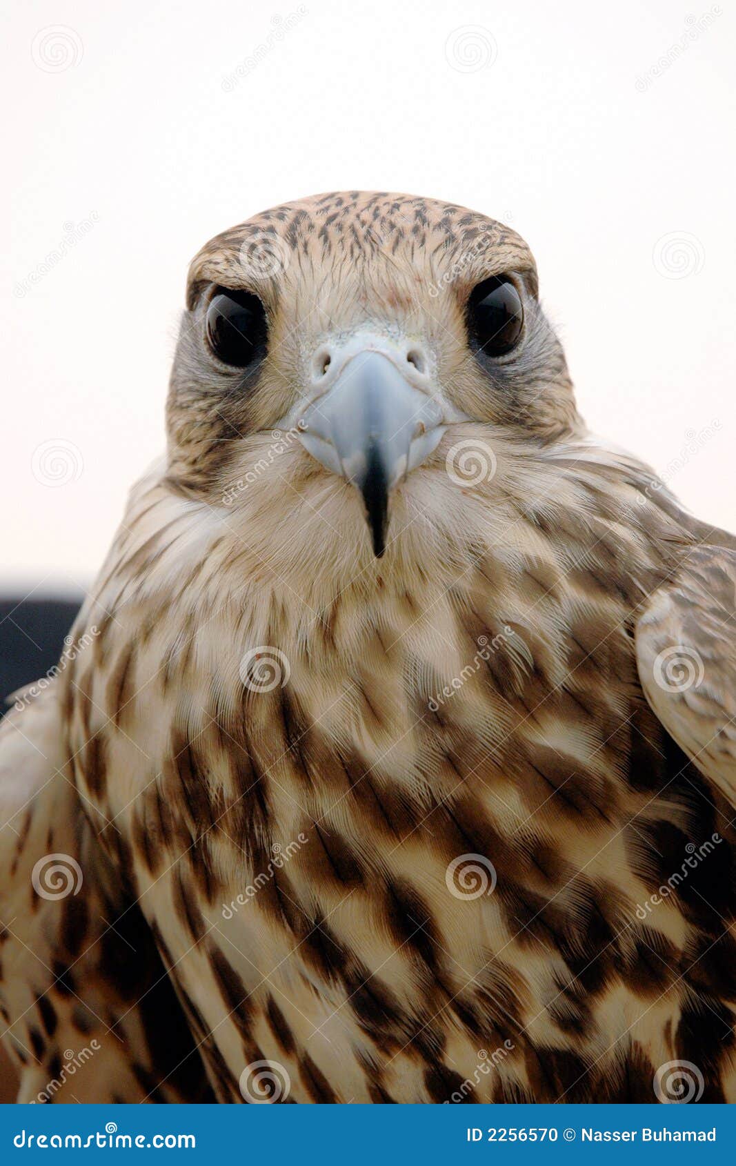 Falcon Head Stock Photo - Image: 2256570