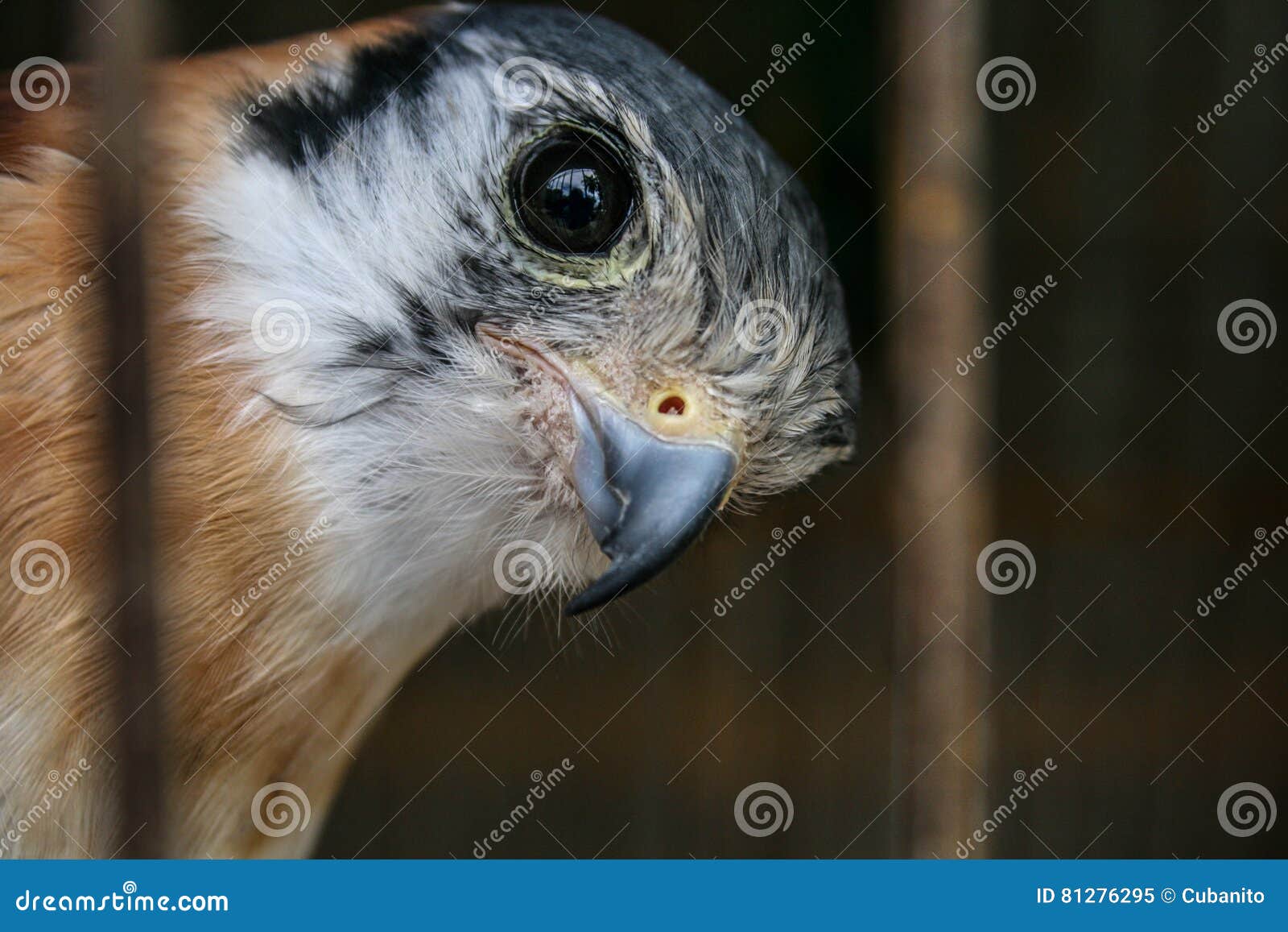 Falcon head stock image. Image of tilt, nose, look, close - 81276295