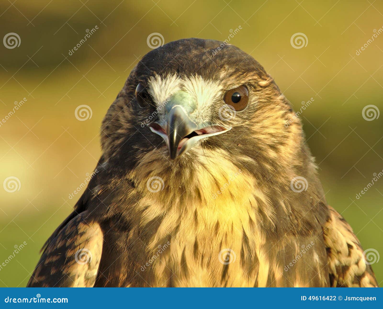 Falcon Head stock photo. Image of hunter, animal, wildlife - 49616422