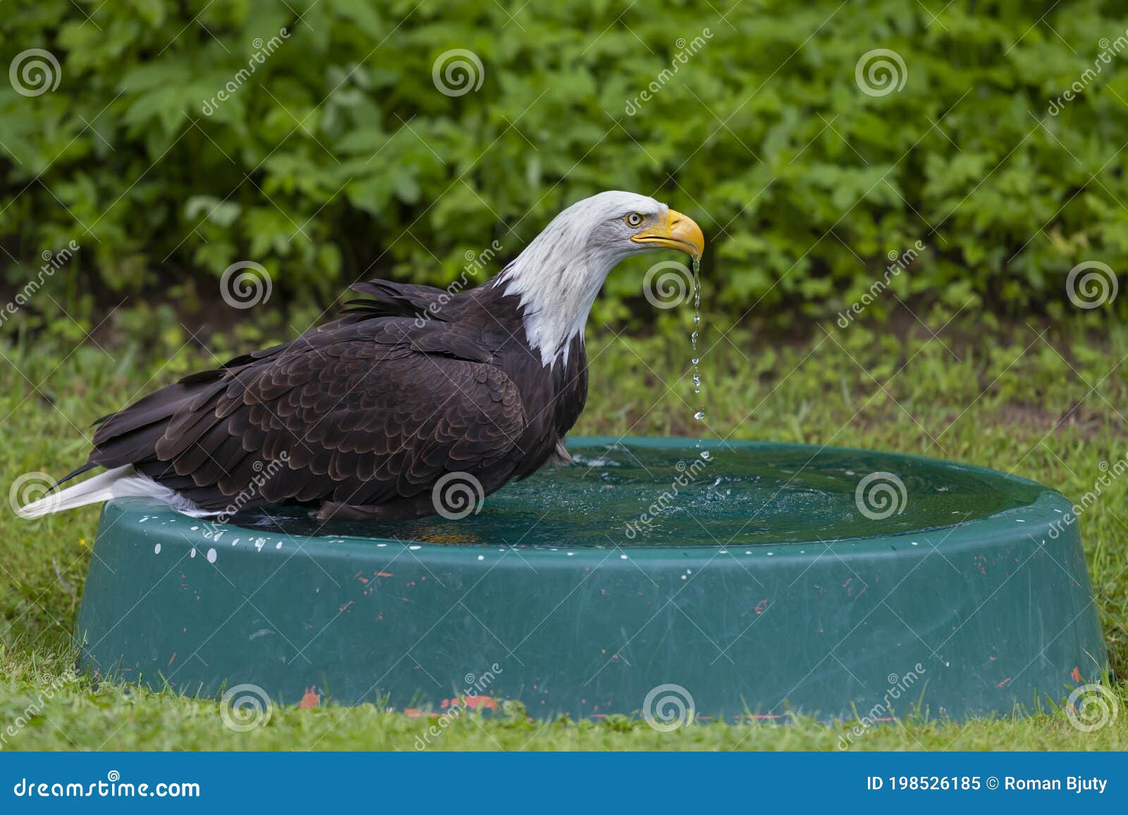 A Falcon-headed Bald Eagle Bathes in a Pool Stock Image - Image of ...