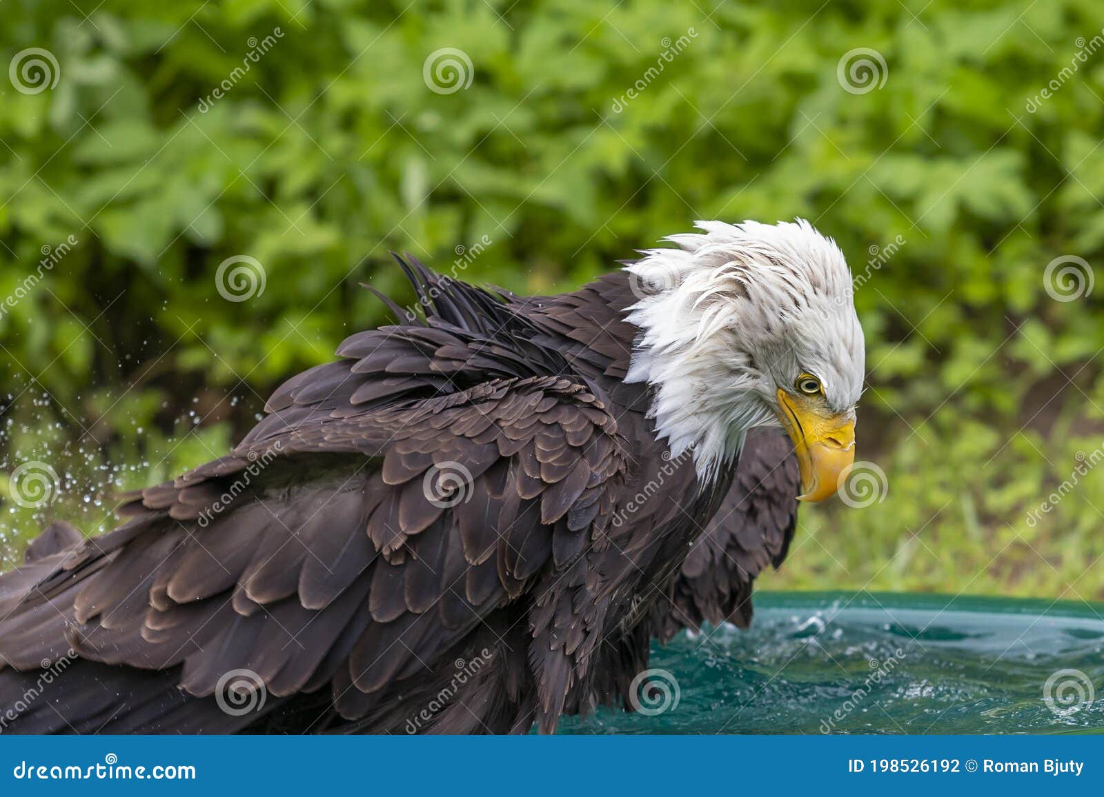 A Falcon-headed Bald Eagle Bathes in a Pool Stock Photo - Image of bald ...