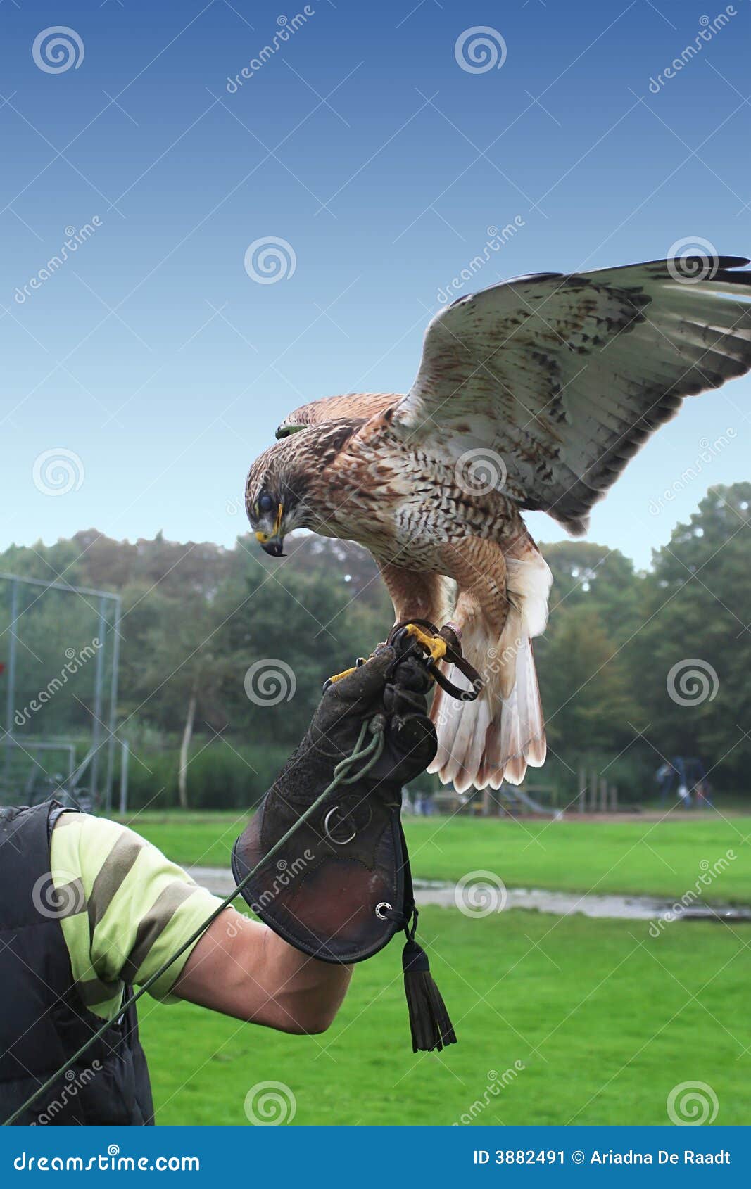 Falcon with hunter stock image. Image of predator, bald - 3882491