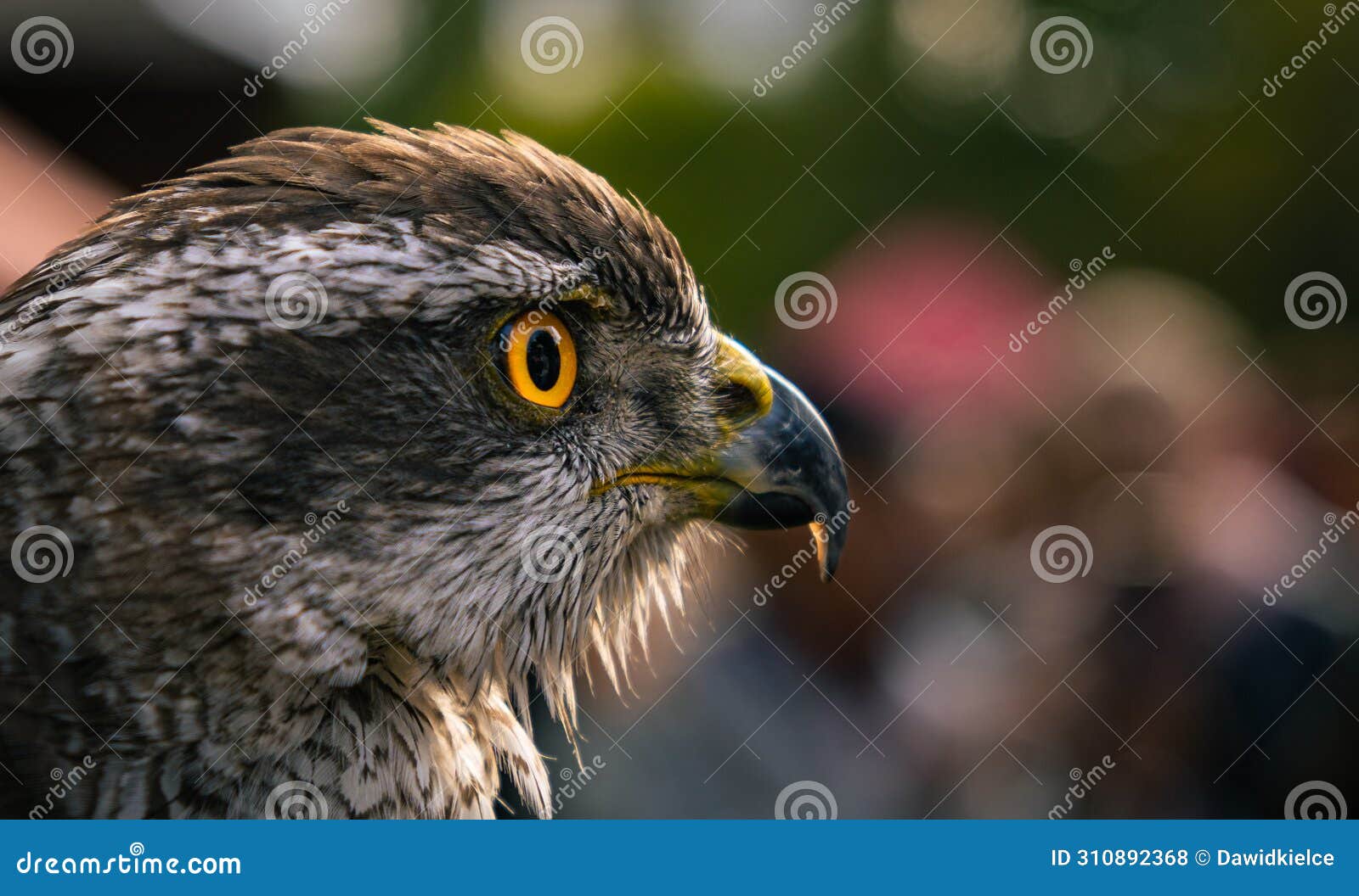 Amazing Falcon , Hunter Bird Stock Photo - Image of wildlife, flight ...