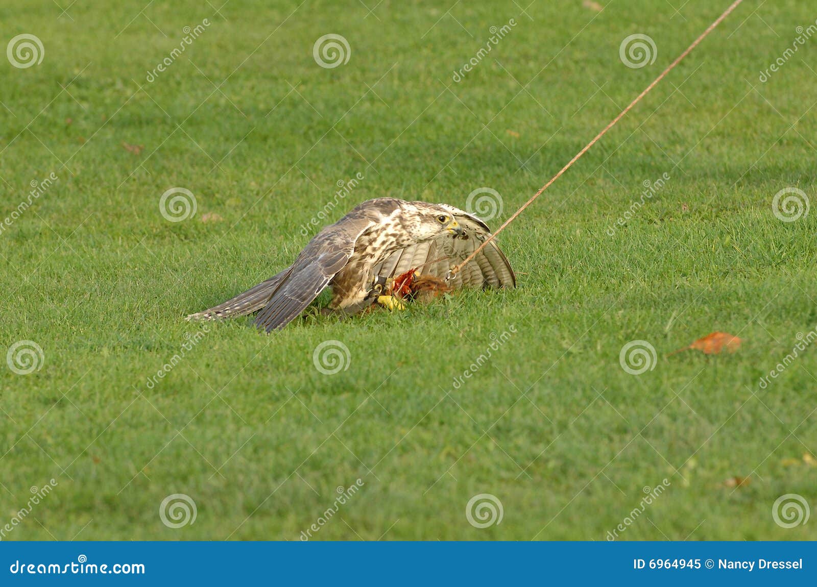 Falcon hunting stock image. Image of green, park, sharp - 6964945
