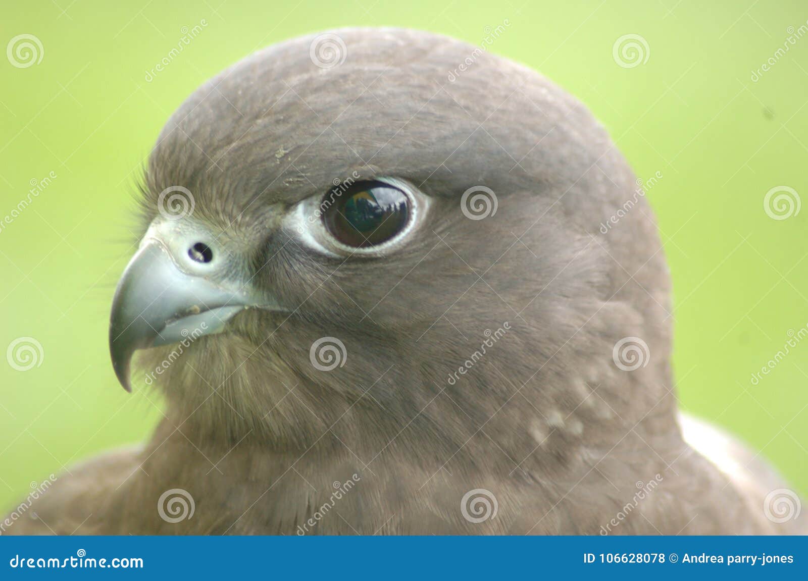 Falcon hybrid eye stock photo. Image of beak, feathers - 106628078