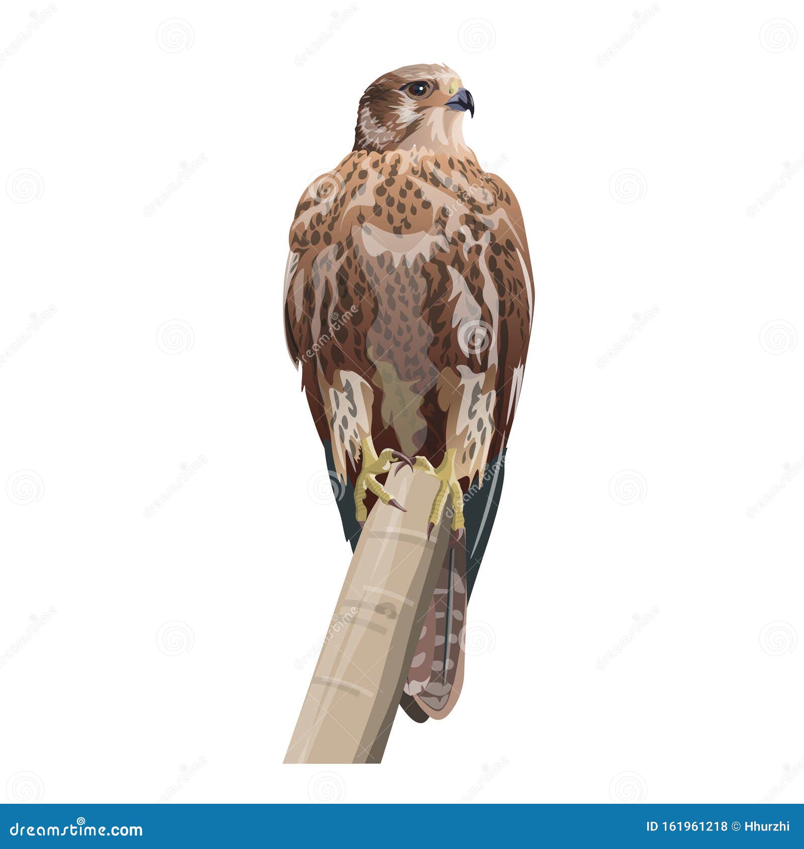 The Saker Falcon Falco Cherrug Black And White Vector Illustration ...