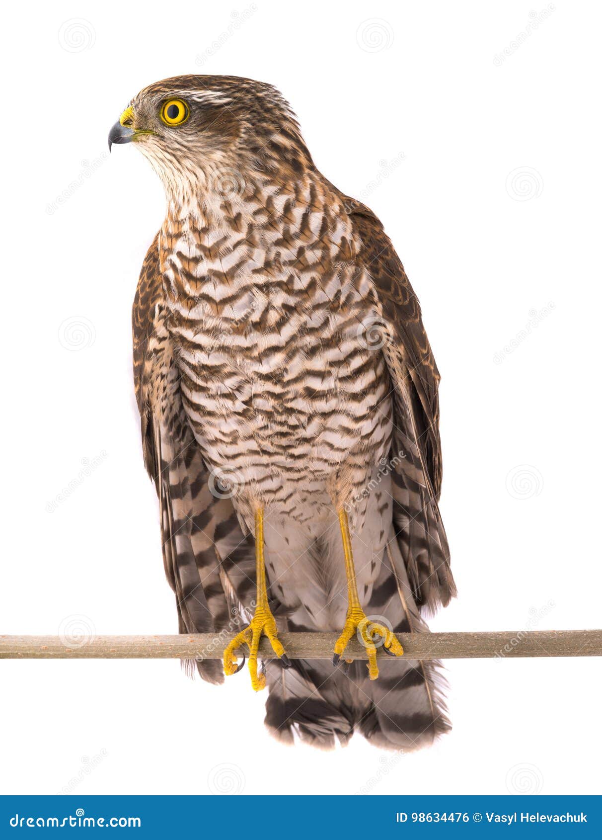 Falcon stock photo. Image of book, falcon, eagle, small - 98634476