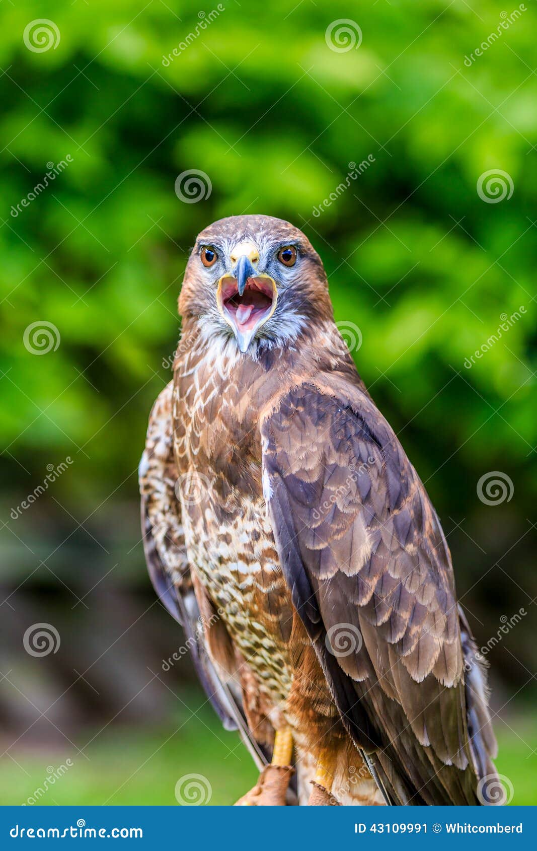 Falcon with its beak open stock image. Image of mouth - 43109991