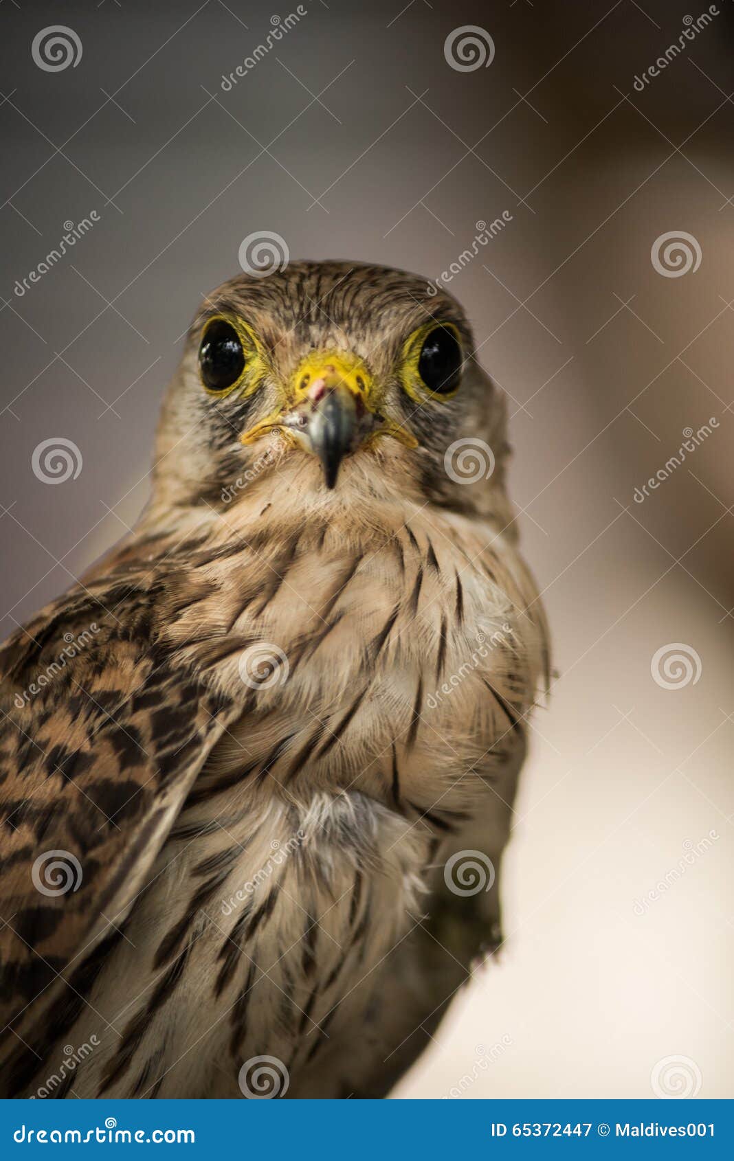 Falcon eagle stock image. Image of isolated, head, falco - 65372447