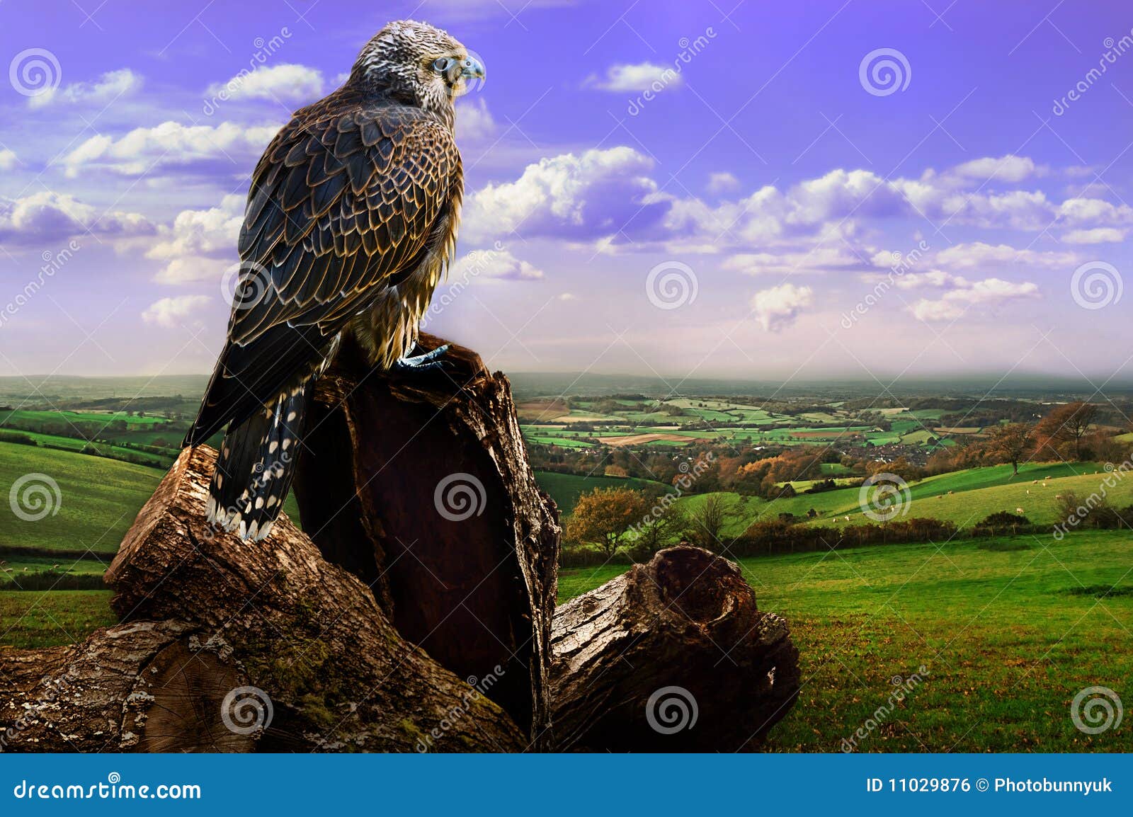 Falcon and Landscape. stock photo. Image of fall, cloudy - 11029876