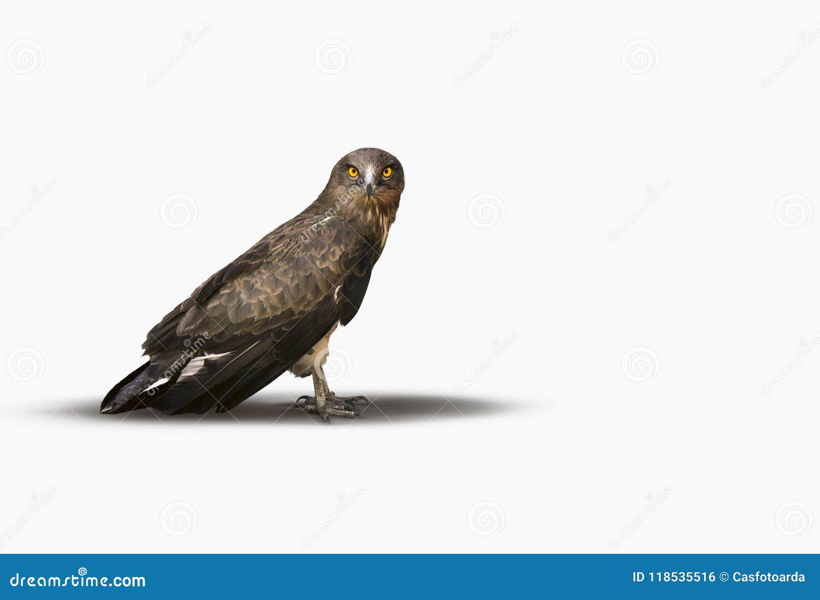 Falcon looking at camera stock photo. Image of falconry - 118535516