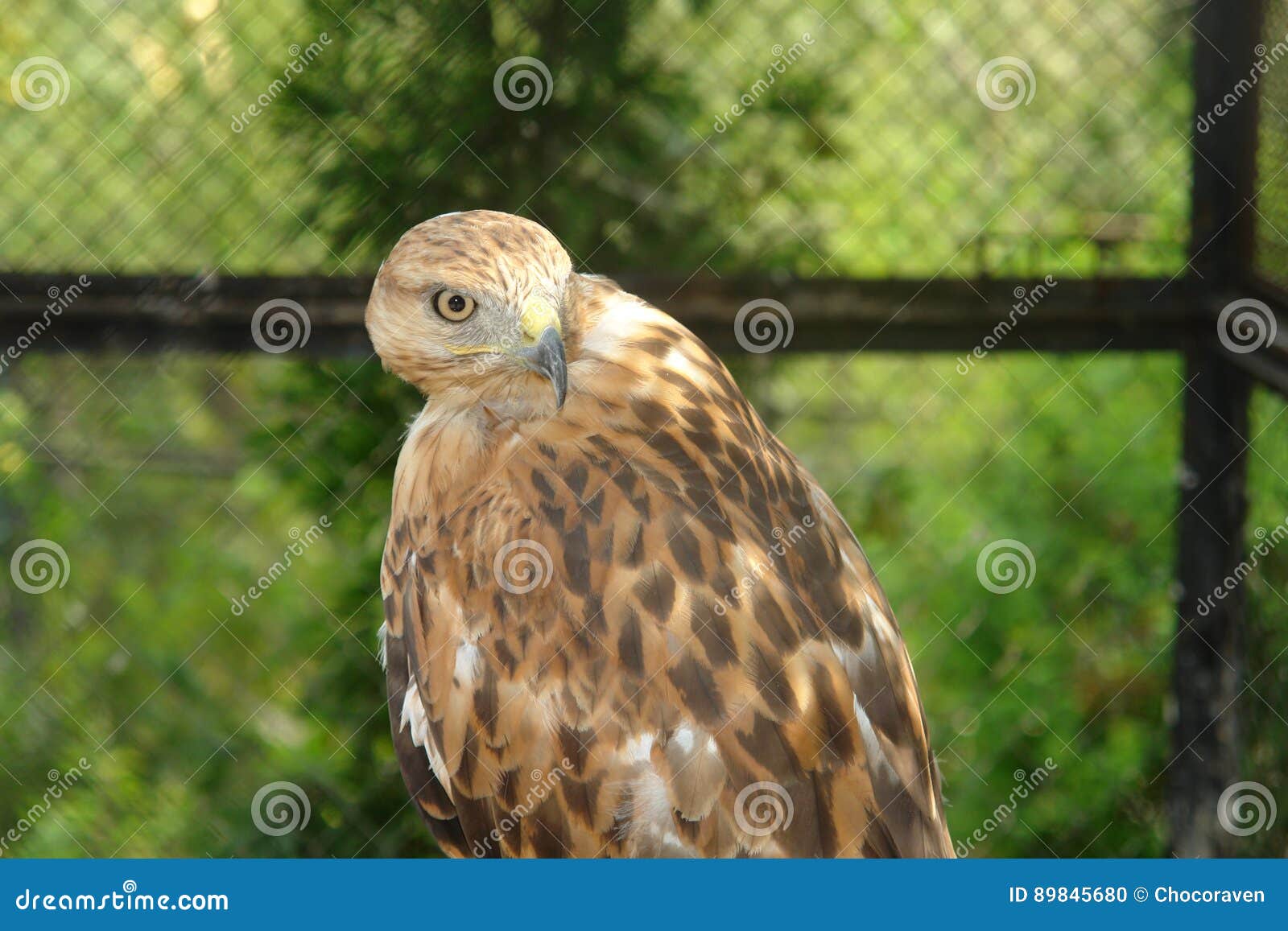 The Falcon Looks Over His Shoulder Stock Illustration - Illustration of ...