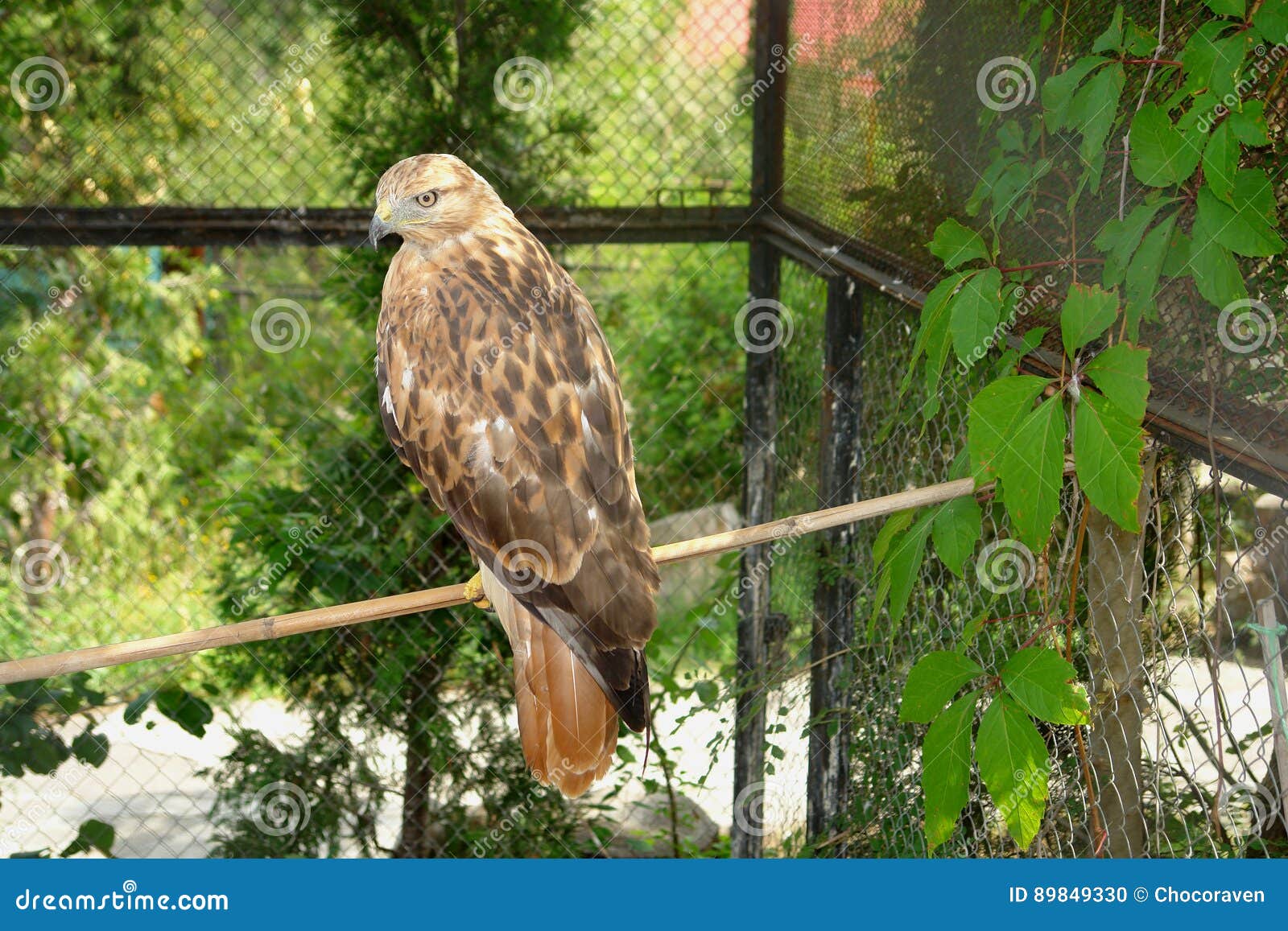 The Falcon Looks Over His Shoulder Stock Illustration - Illustration of ...