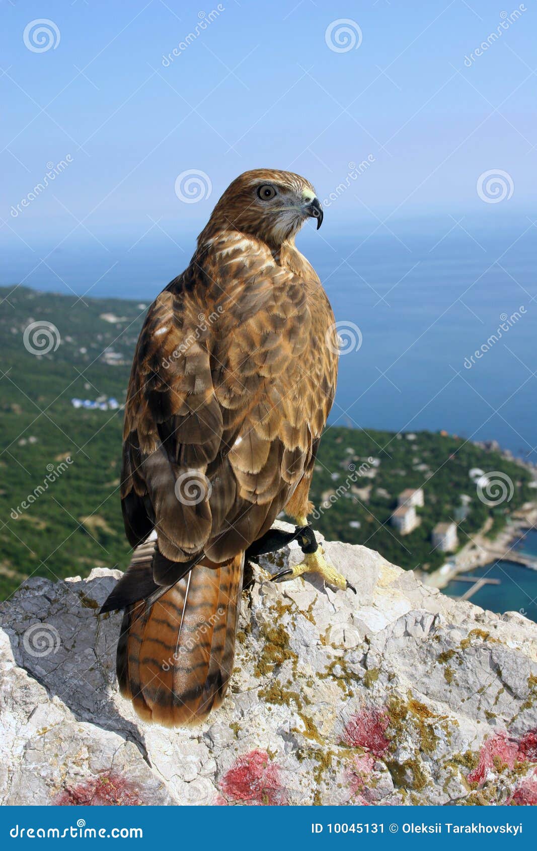 The Falcon Looks at Us, Sitting on Top of Mountain Stock Image - Image ...