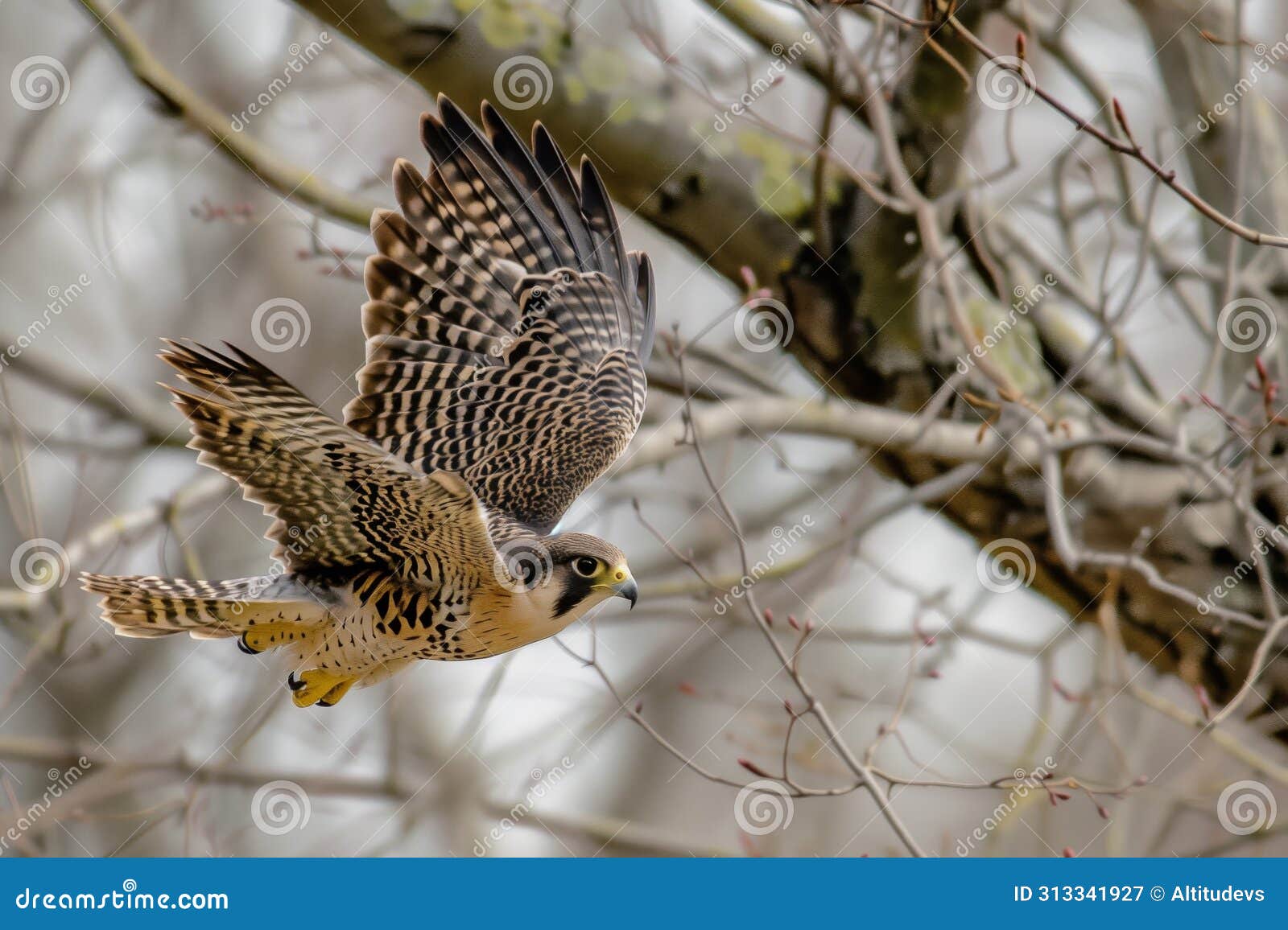 Falcon Maneuvering between Trees Stock Image - Image of bird, predator ...
