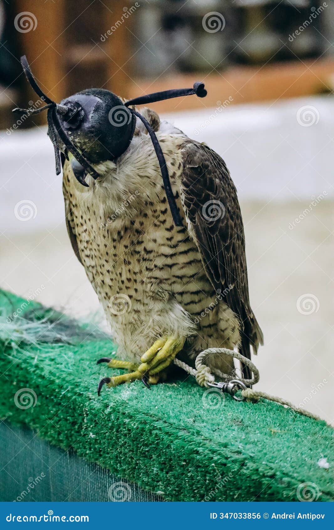 Falcon at the Falcon Market in Doha Stock Photo - Image of showcase ...