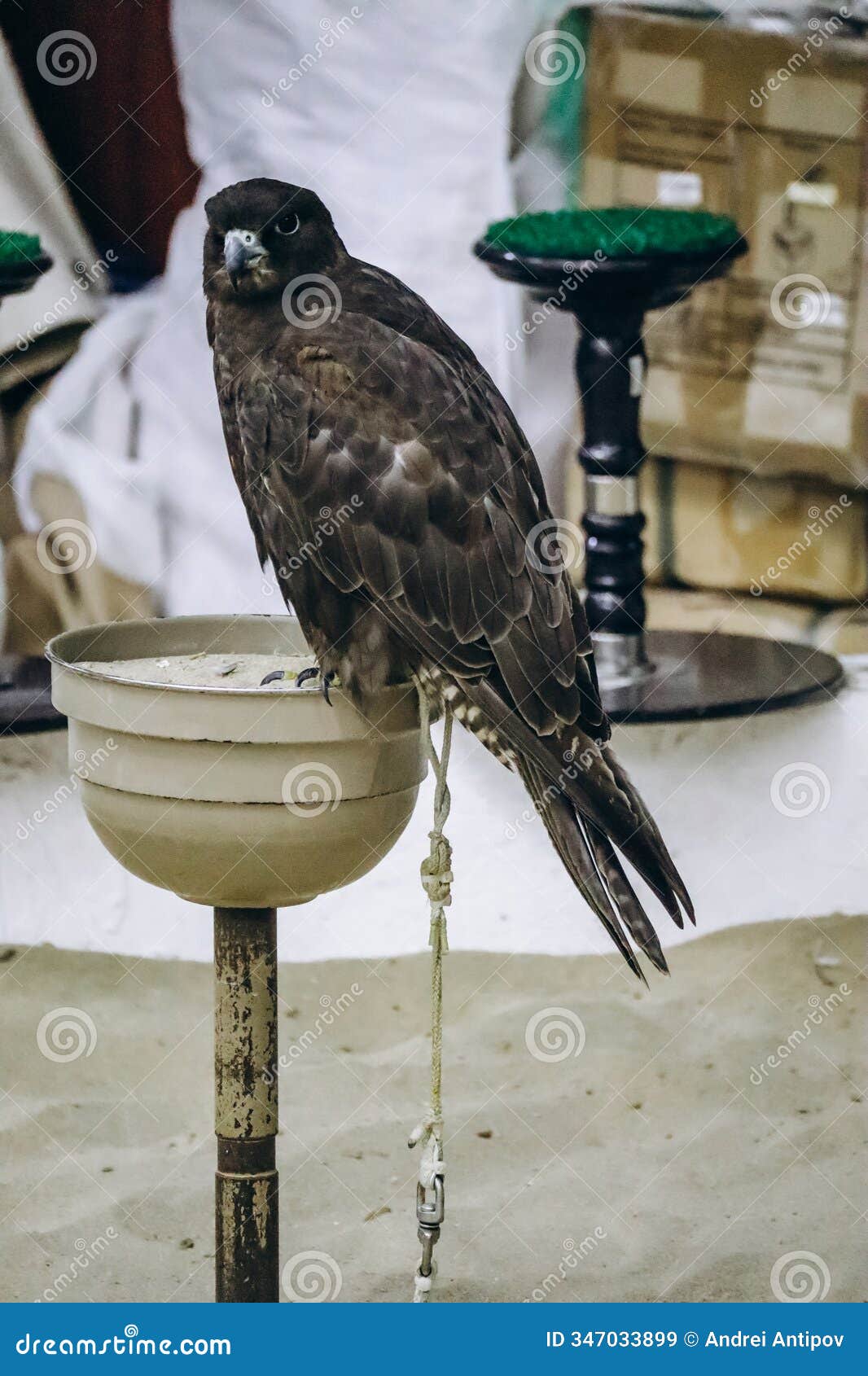Falcon at the Falcon Market in Doha Stock Image - Image of raptors, heritage: 347033899
