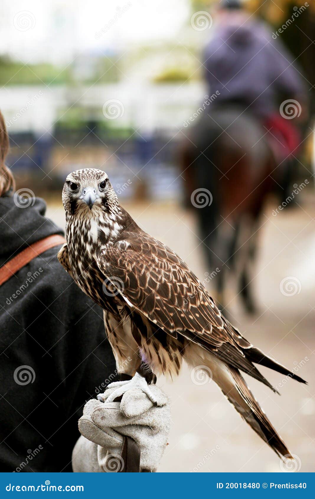 Falcon on master hand stock photo. Image of predator - 20018480