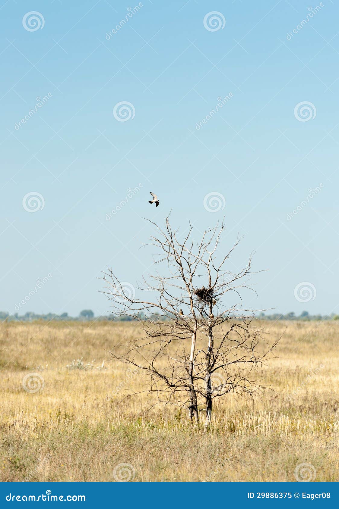 Falcon Nest stock image. Image of beak, branch, bird - 29886375