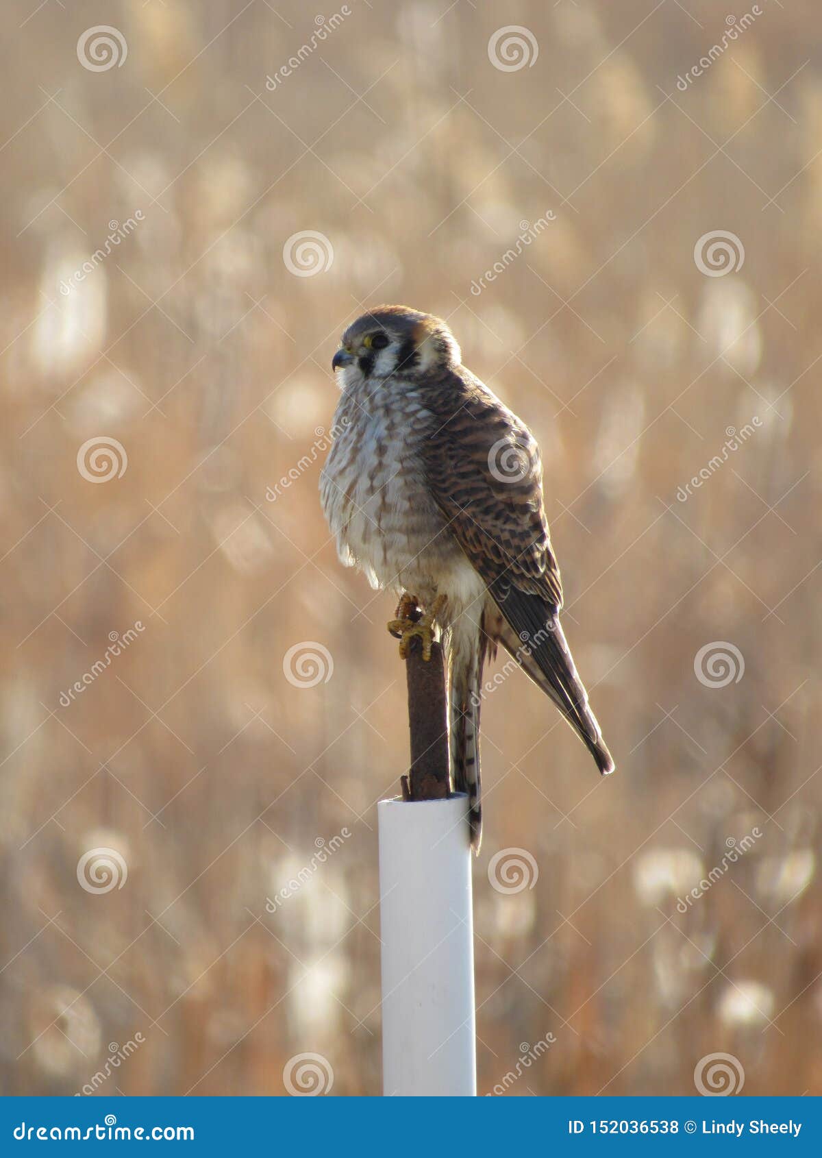 Falcon 2 stock photo. Image of perch, utah, field, bird - 152036538