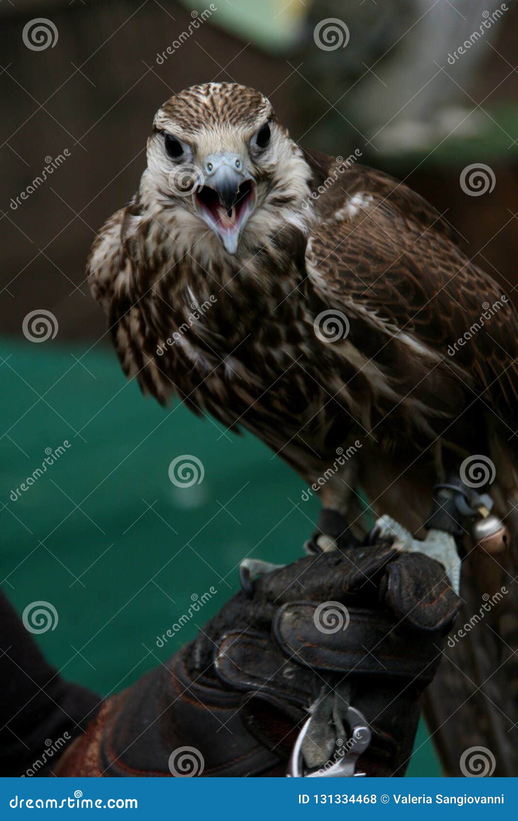 The Hawk on the Hand Screams His Call Stock Photo - Image of language ...