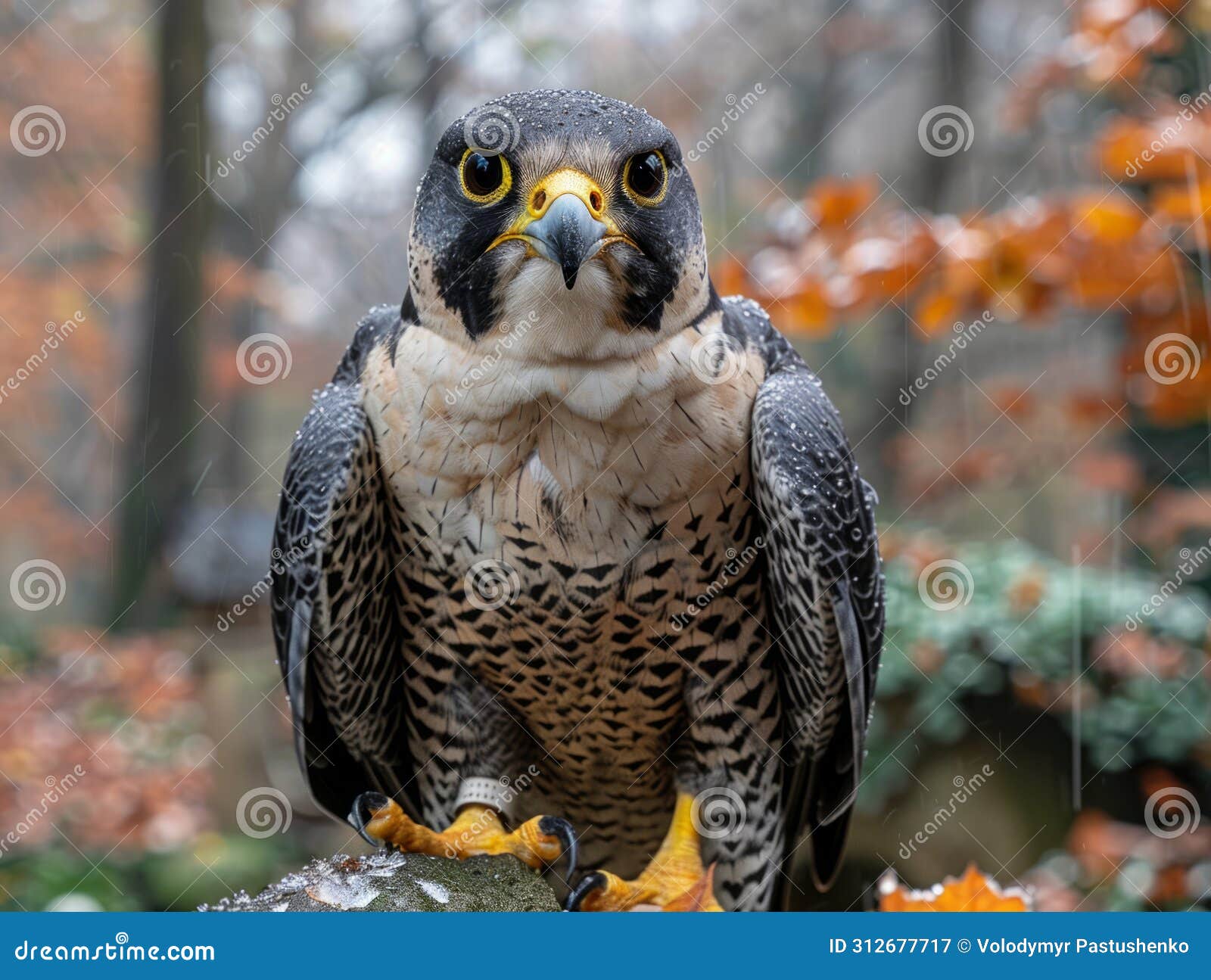 A Falcon Perched on a Tree Branch in the Fall Stock Image - Image of ...