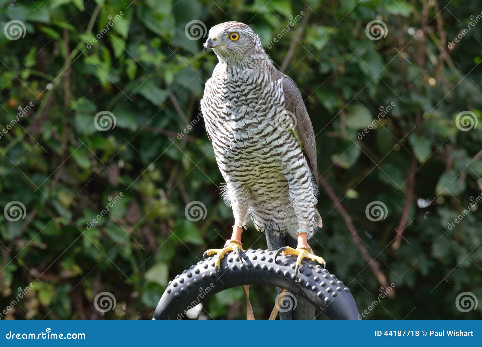 Falcon perching stock photo. Image of portrait, raptor - 44187718