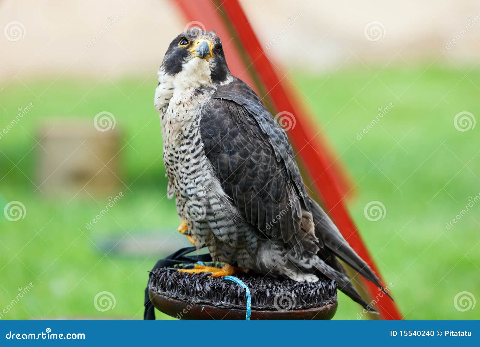 Falcon Peregrine (Falco Peregrinus) on a Perch. Stock Photo - Image of ...